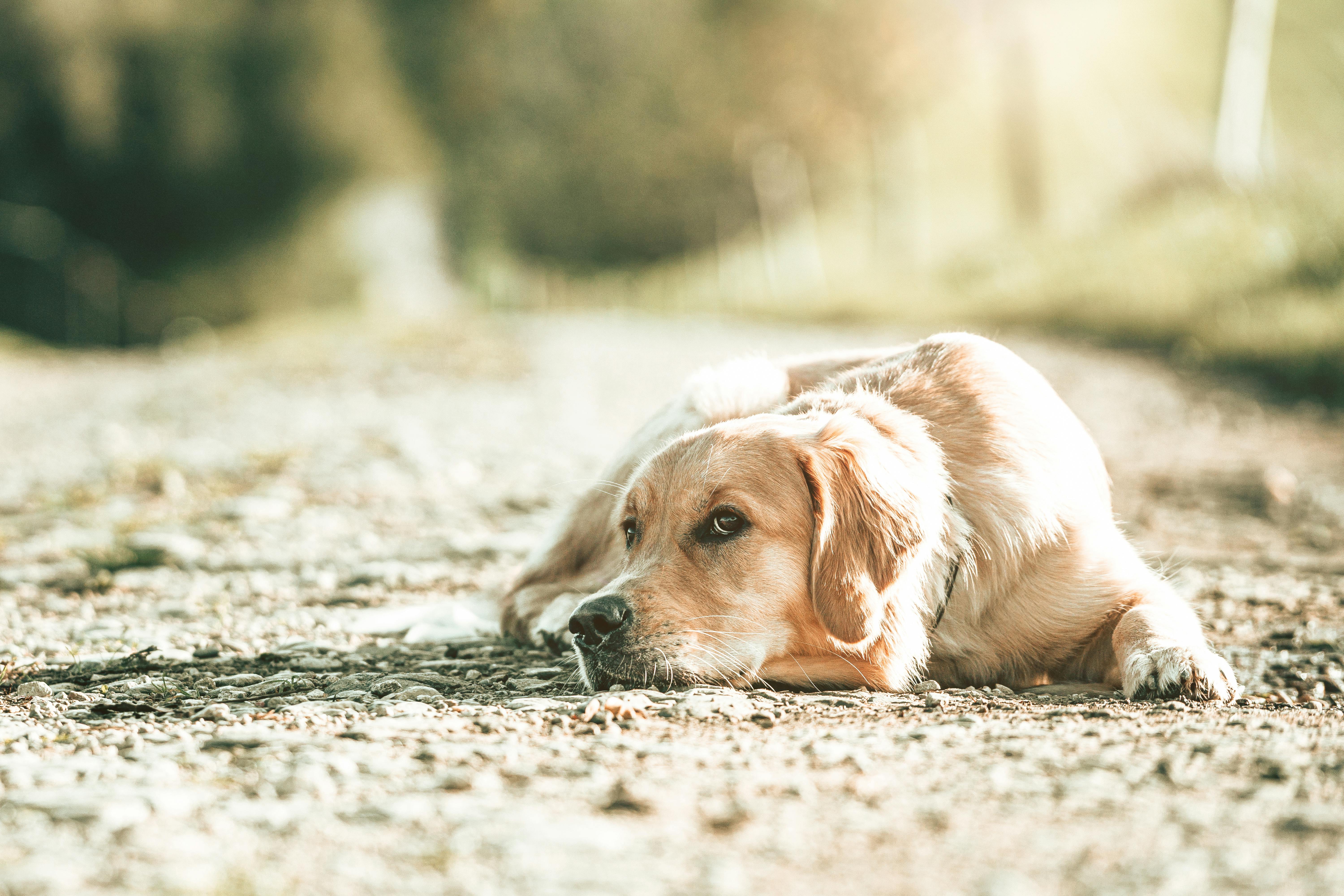 Close-Up Shot of a Golden Retriever Dog Lying on the Ground · Free ...