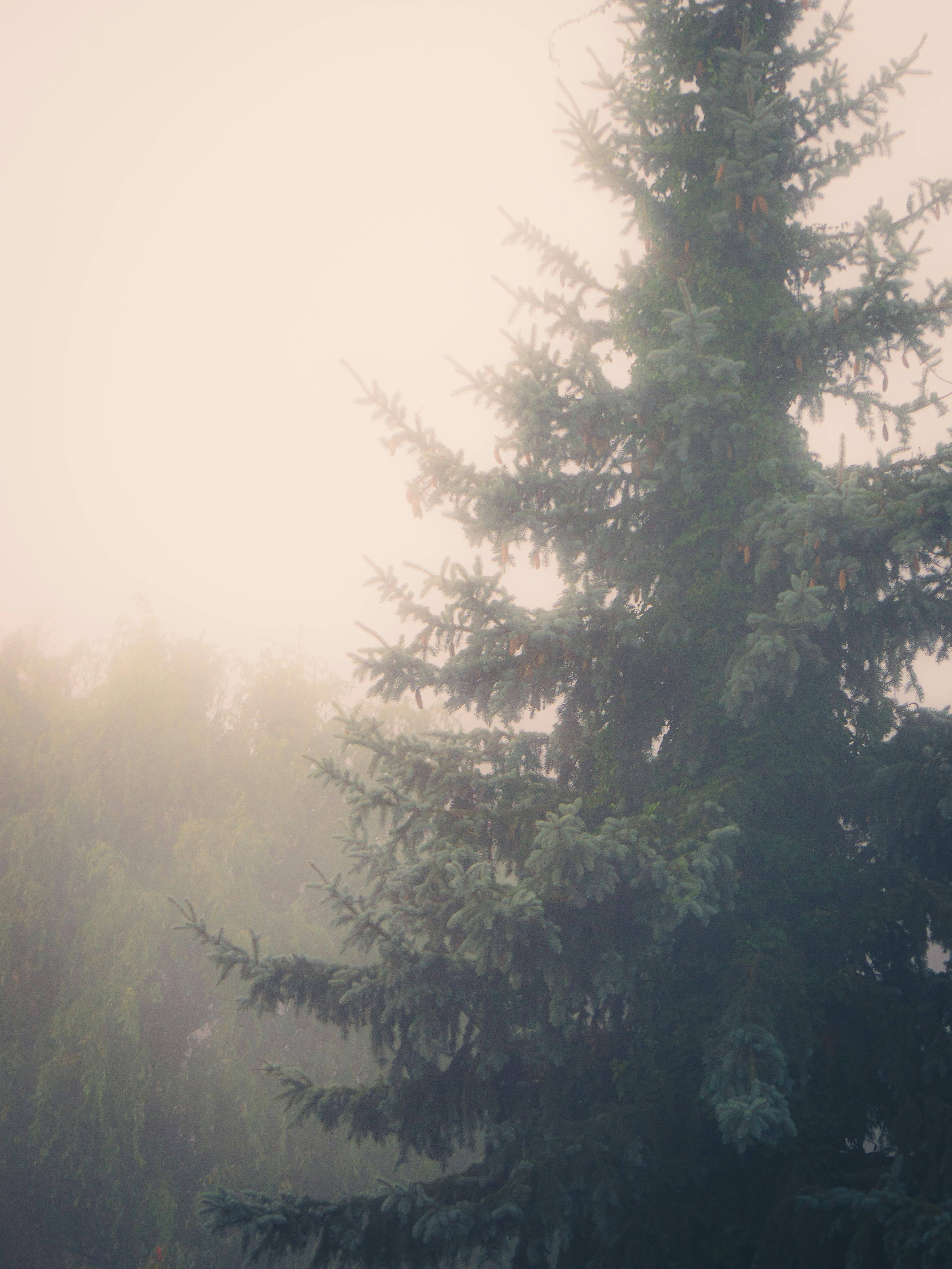 Fog over Dirt Road in Forest · Free Stock Photo