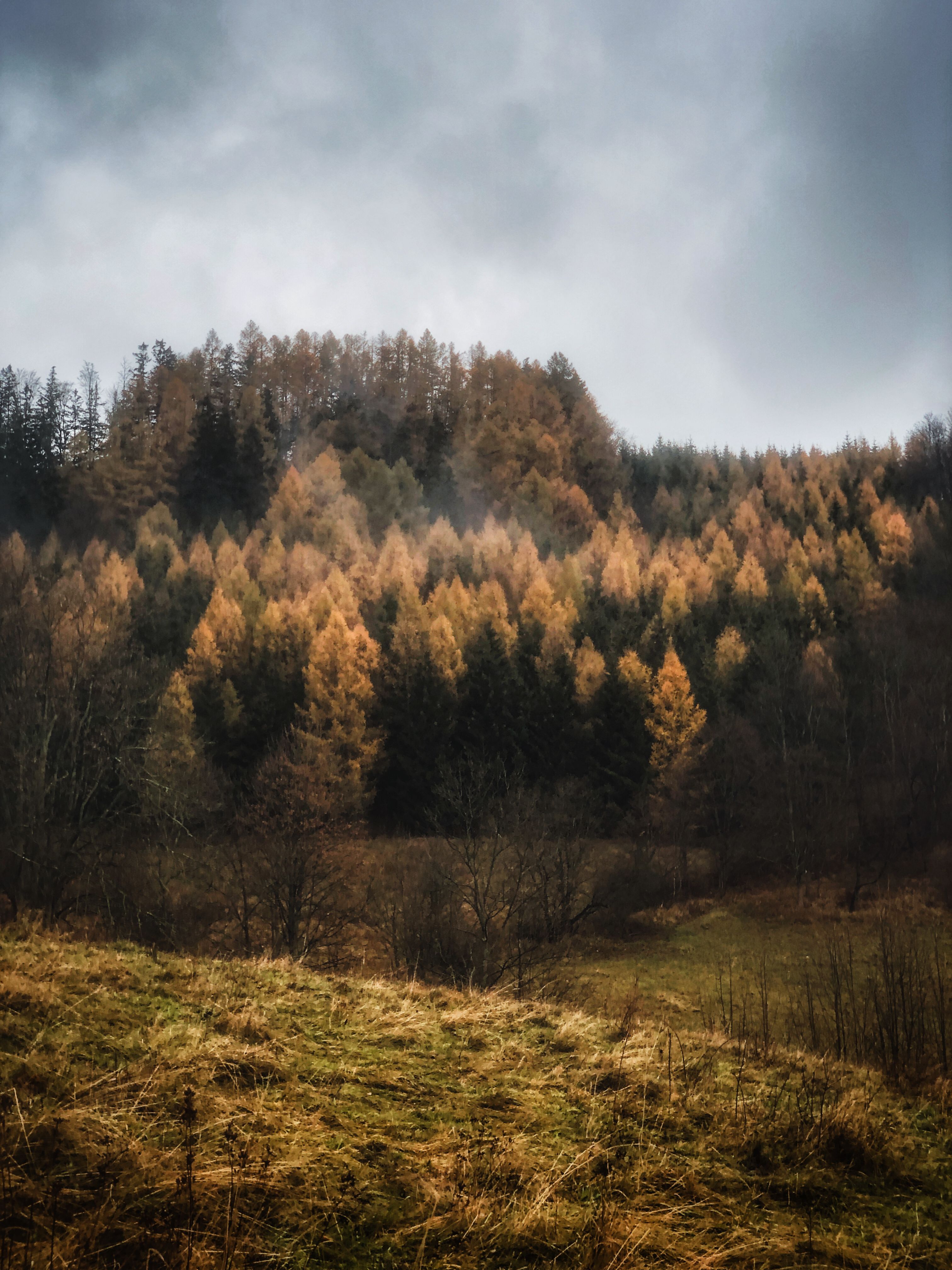 Green Forest Scenery · Free Stock Photo