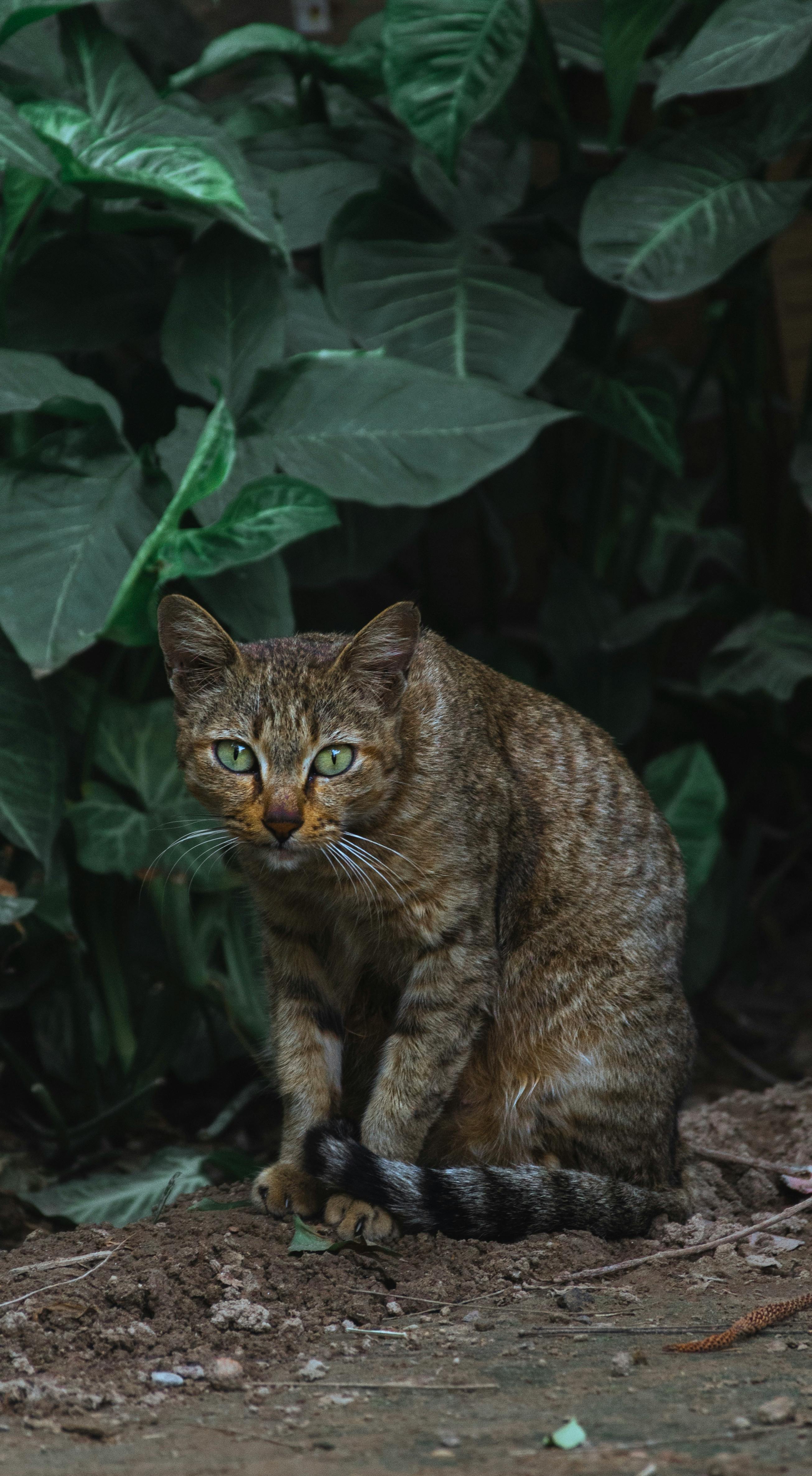 A Cat in the Forest · Free Stock Photo