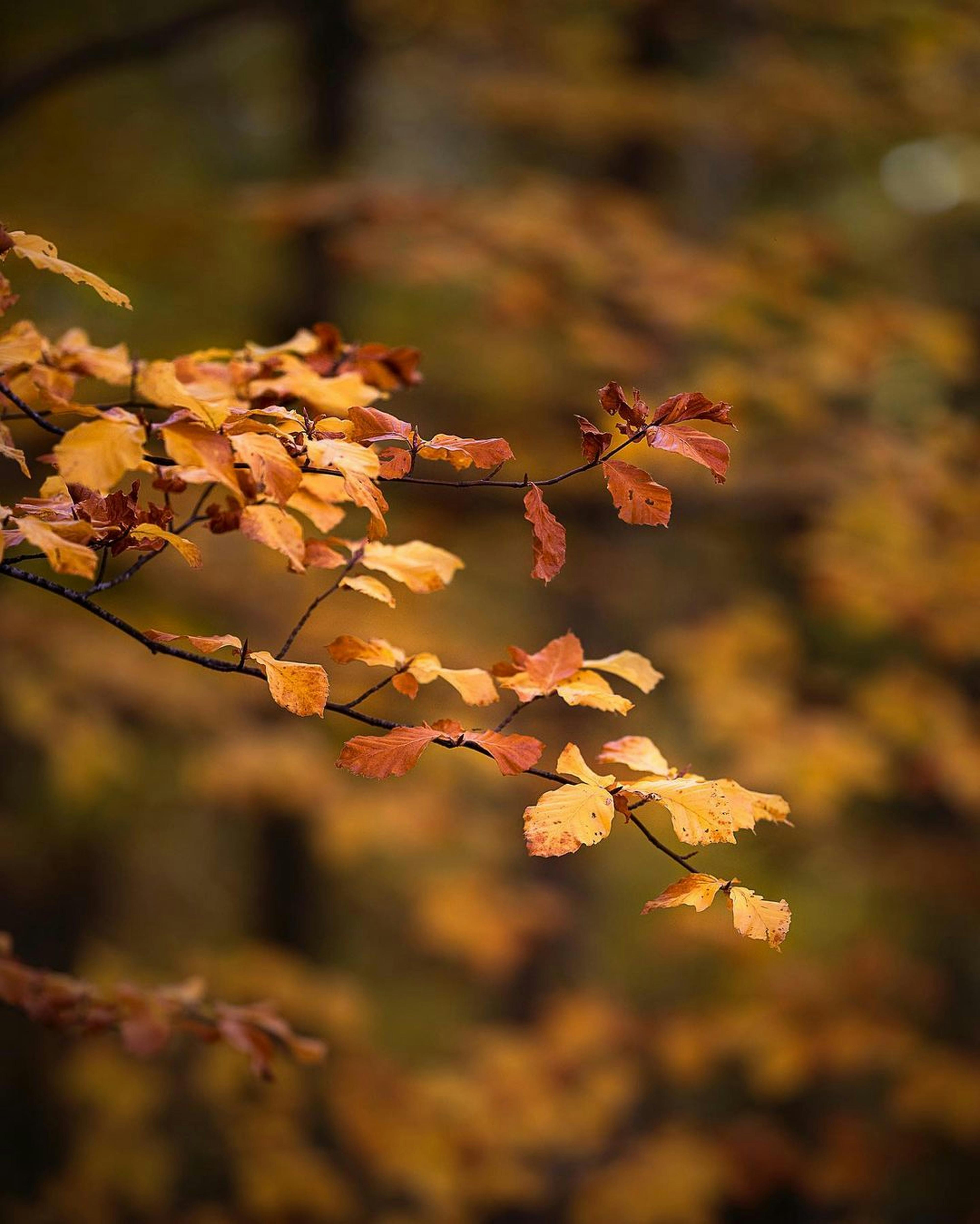 Close up of Autumn Leaves · Free Stock Photo