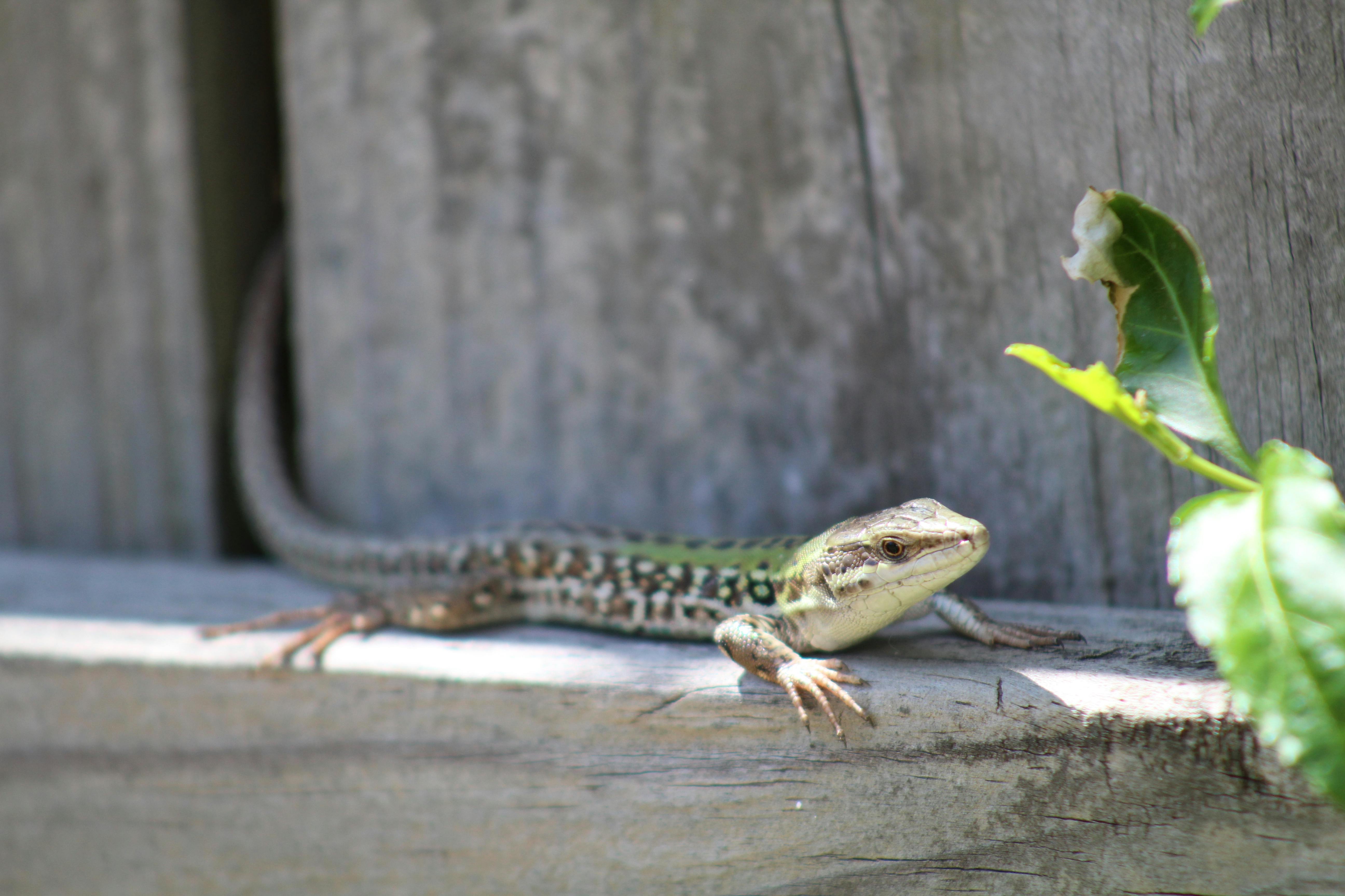 Close-Up Photograph of a Wall Lizard · Free Stock Photo