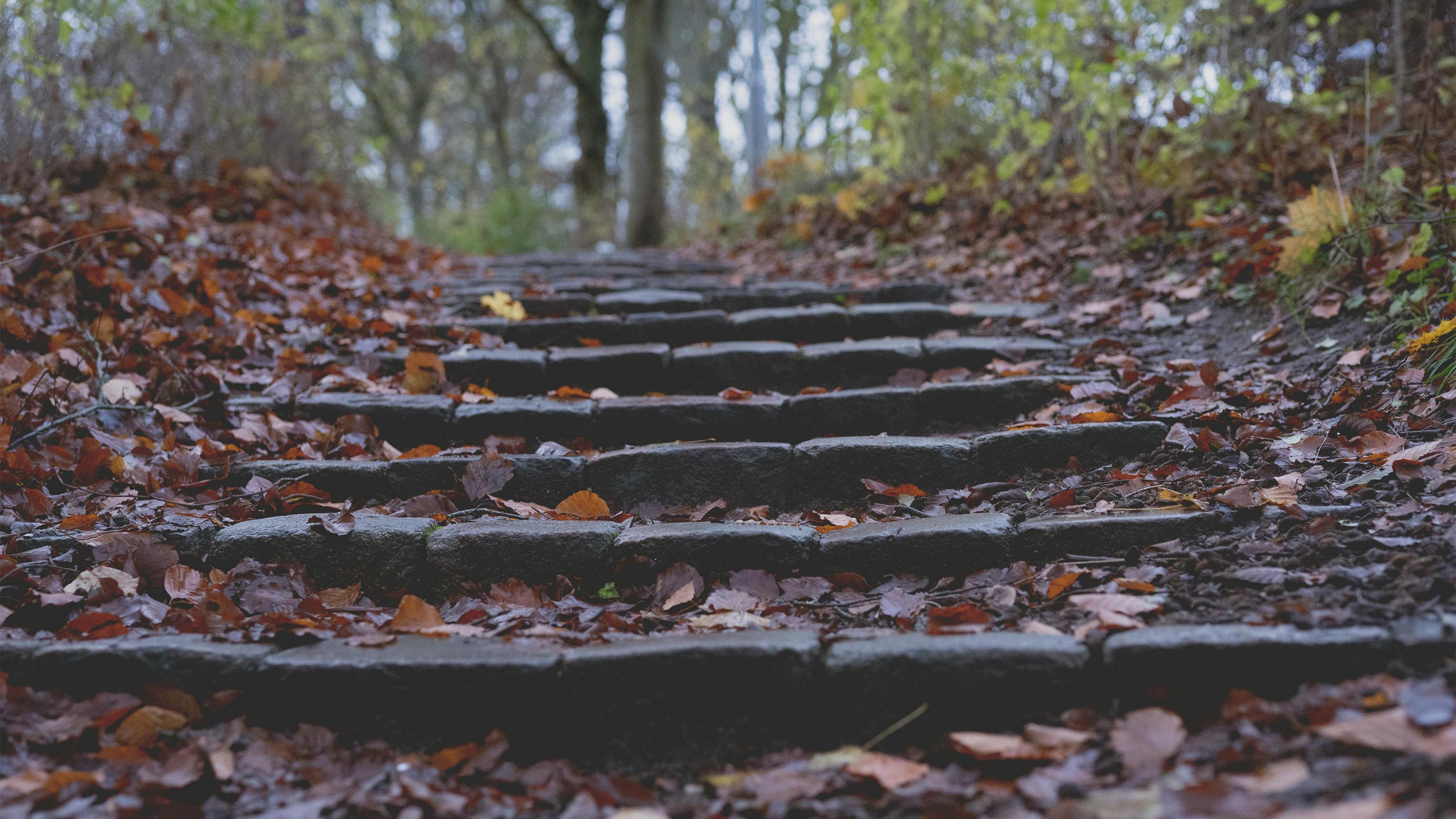 Martin Dalsgaard - 摄影