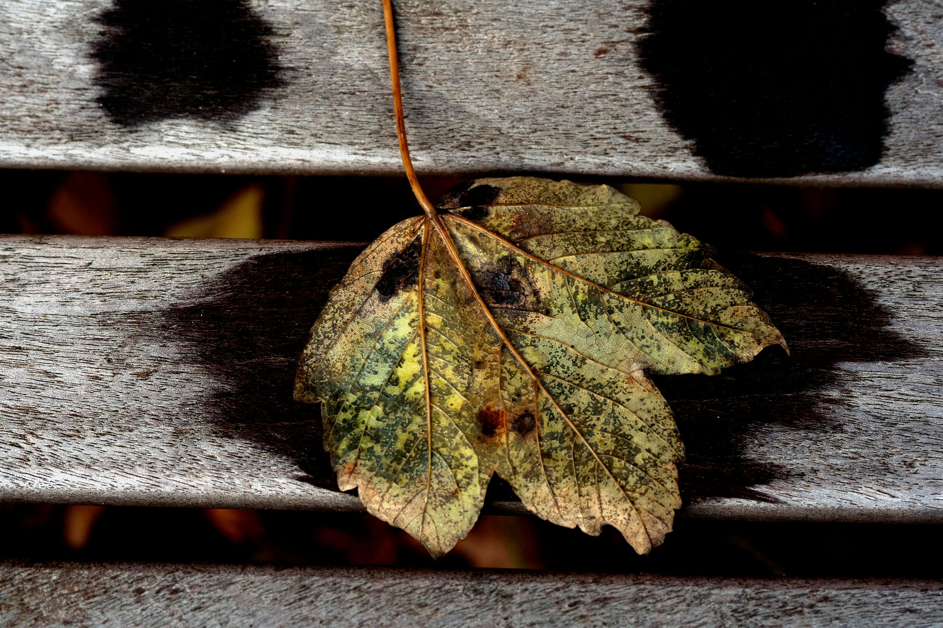 Martin Dalsgaard - Photography