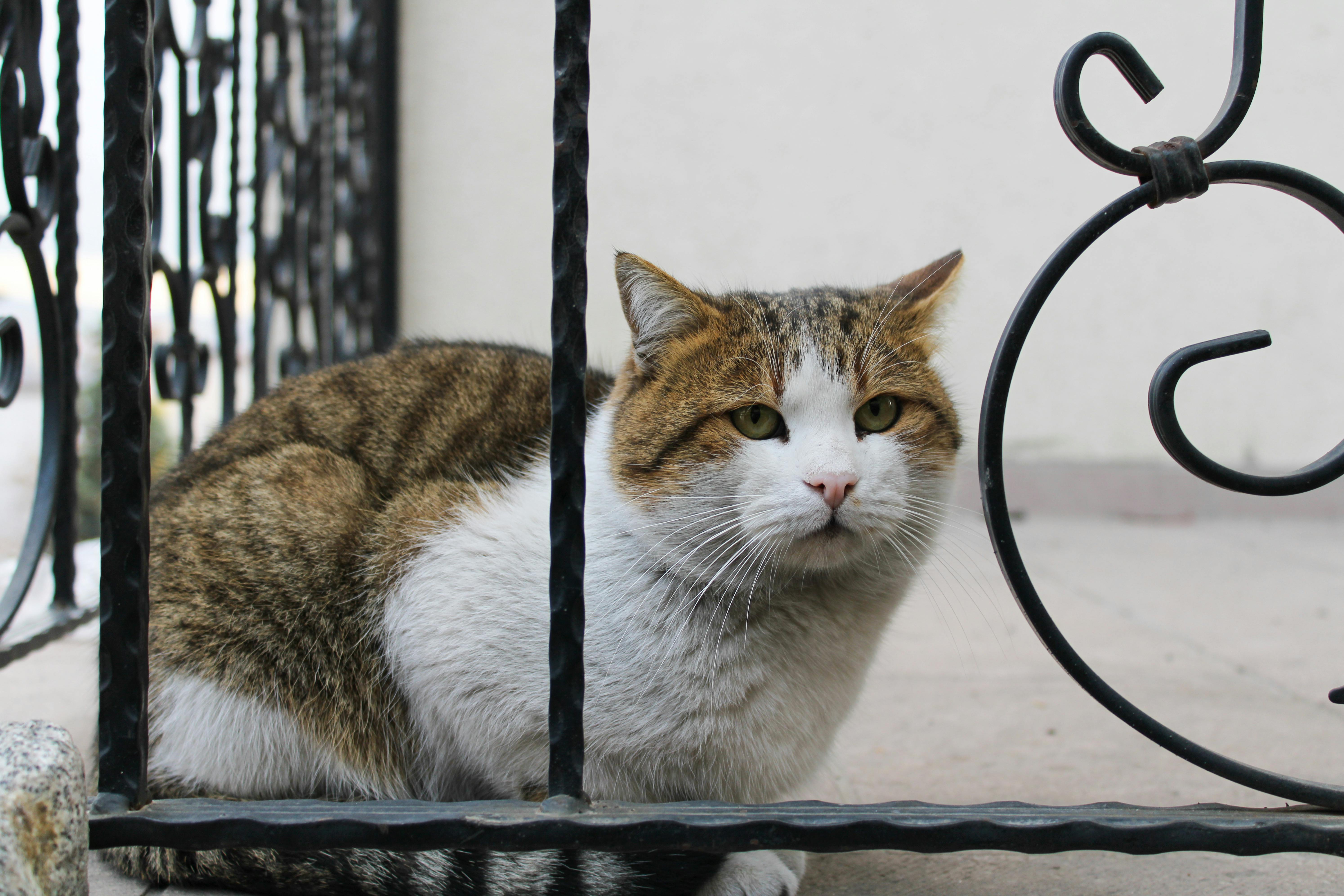 Cat behind Bars · Free Stock Photo