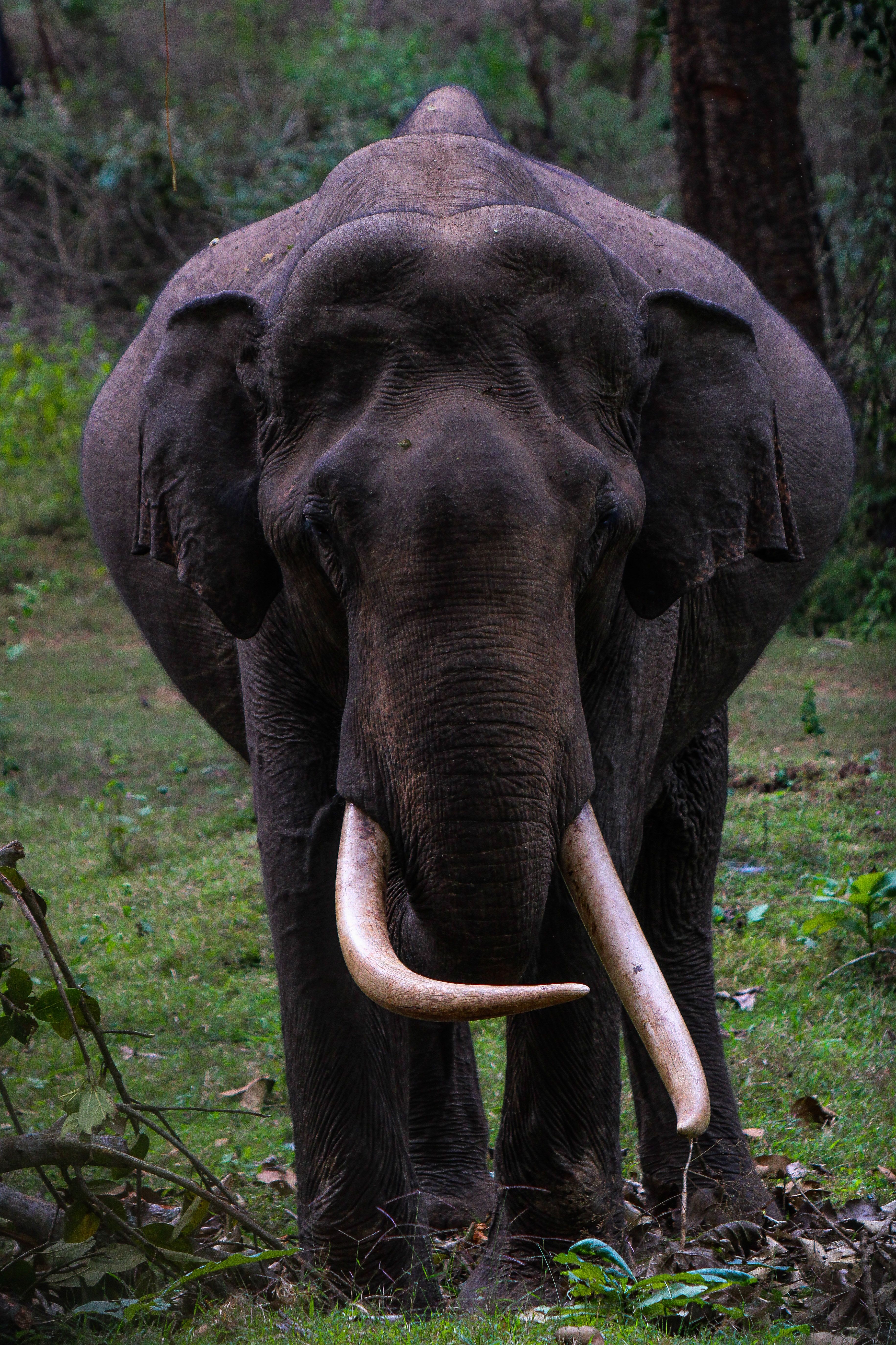 An Elephant With Tusks · Free Stock Photo