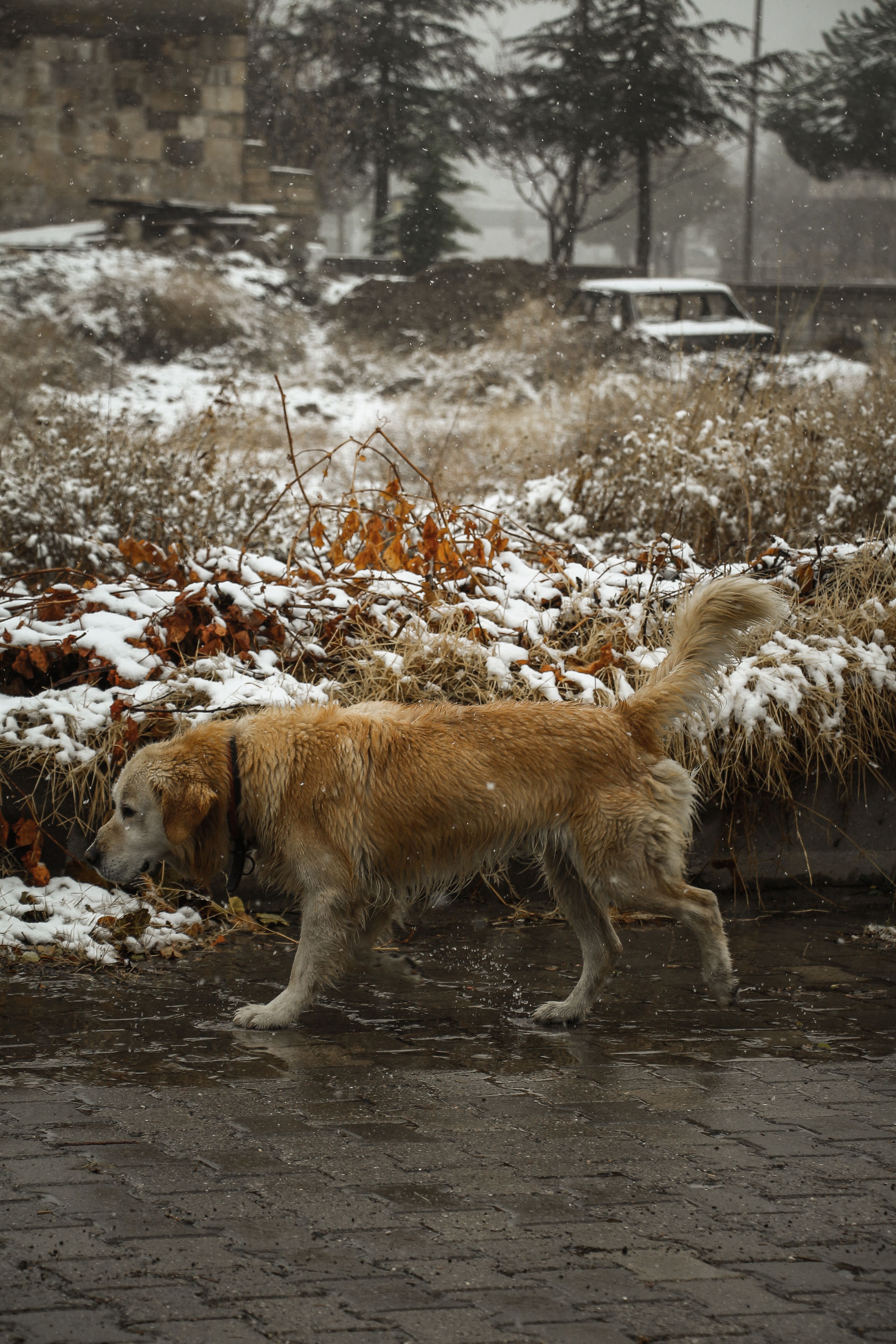Dog Walking on a Pavement in Winter · Free Stock Photo