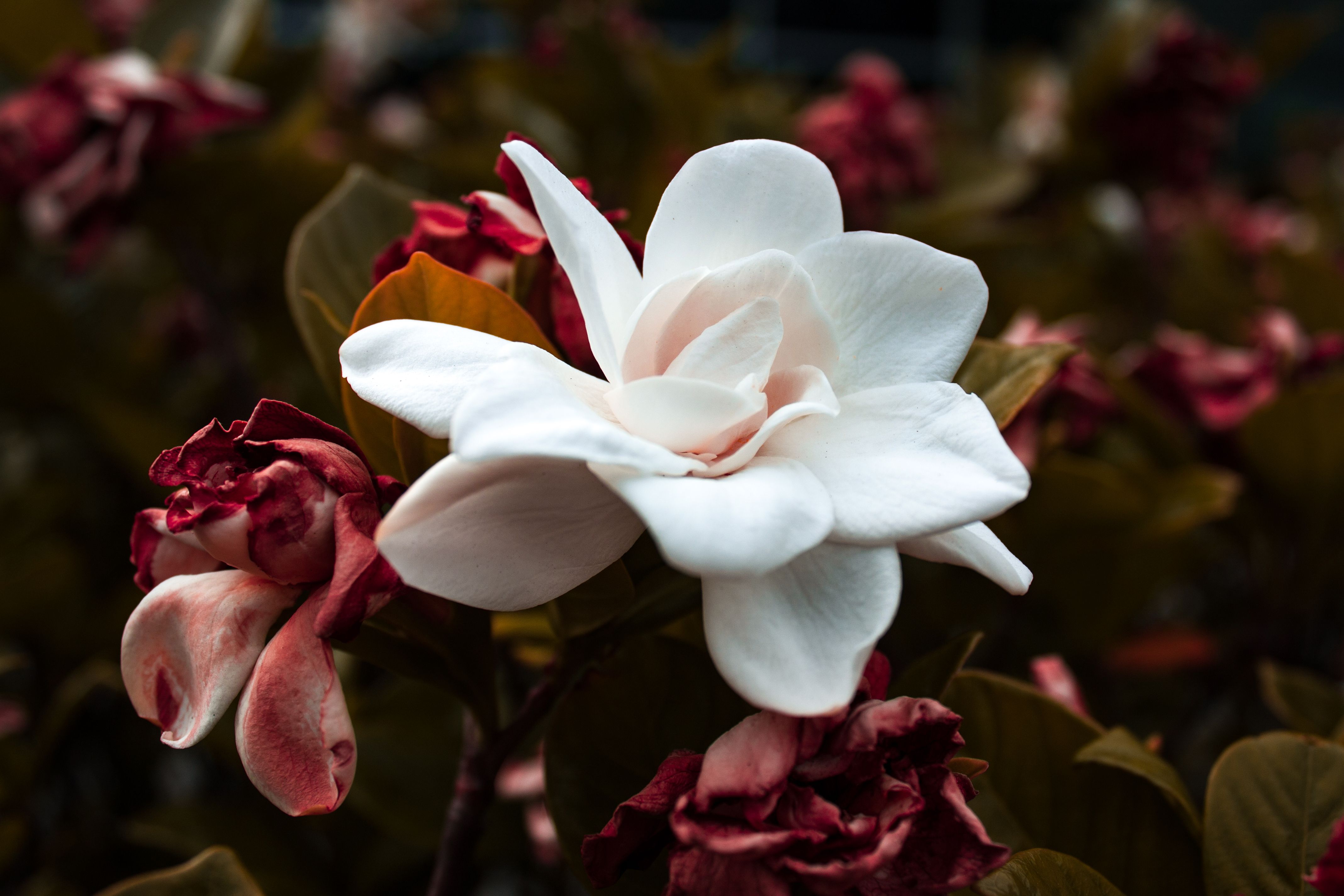 Jasmin Flower Photos, Download The BEST Free Jasmin Flower Stock Photos ...