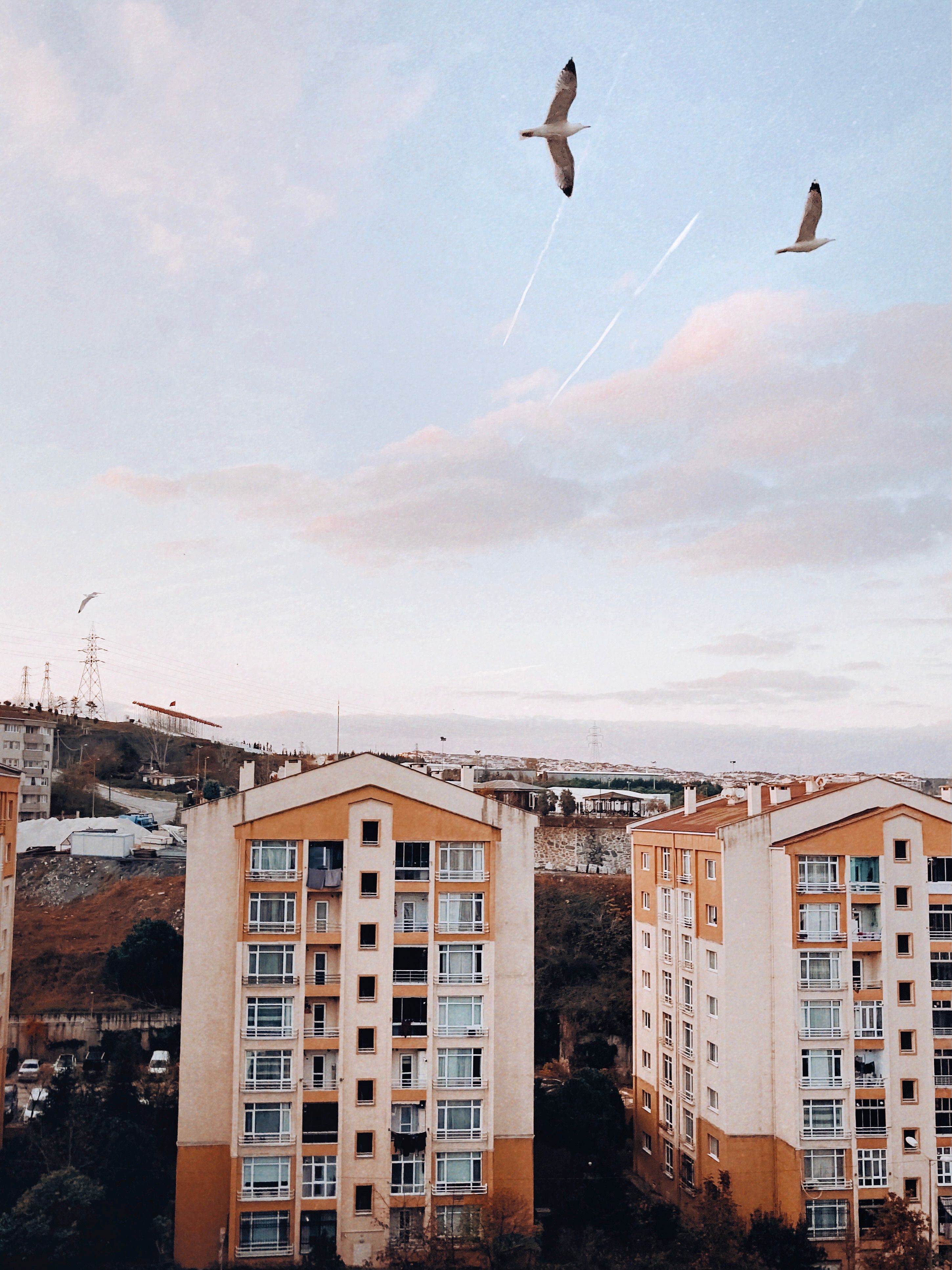 Birds Flying over Buildings in Town · Free Stock Photo