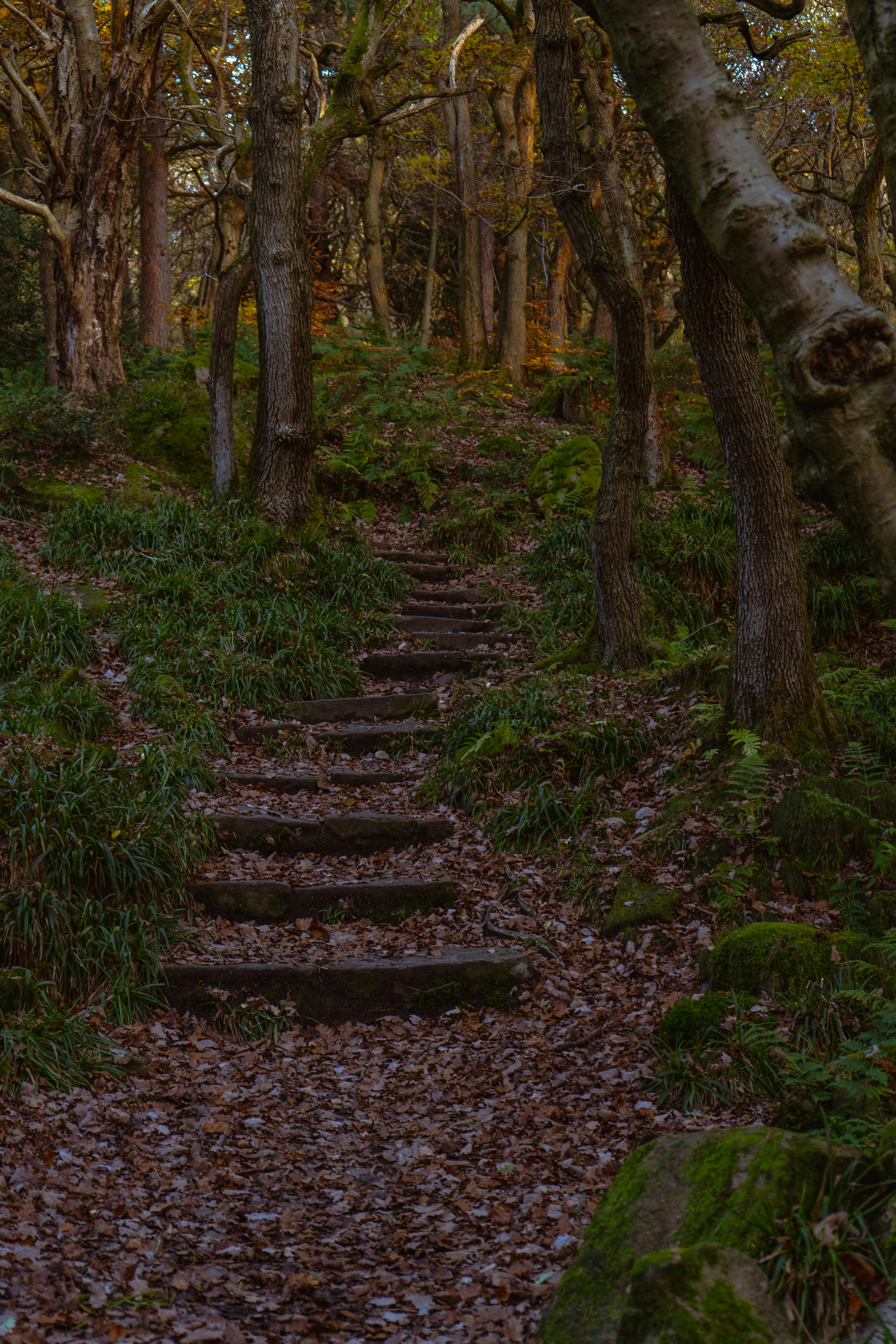 Forest Woods Step Pathway · Free Stock Photo