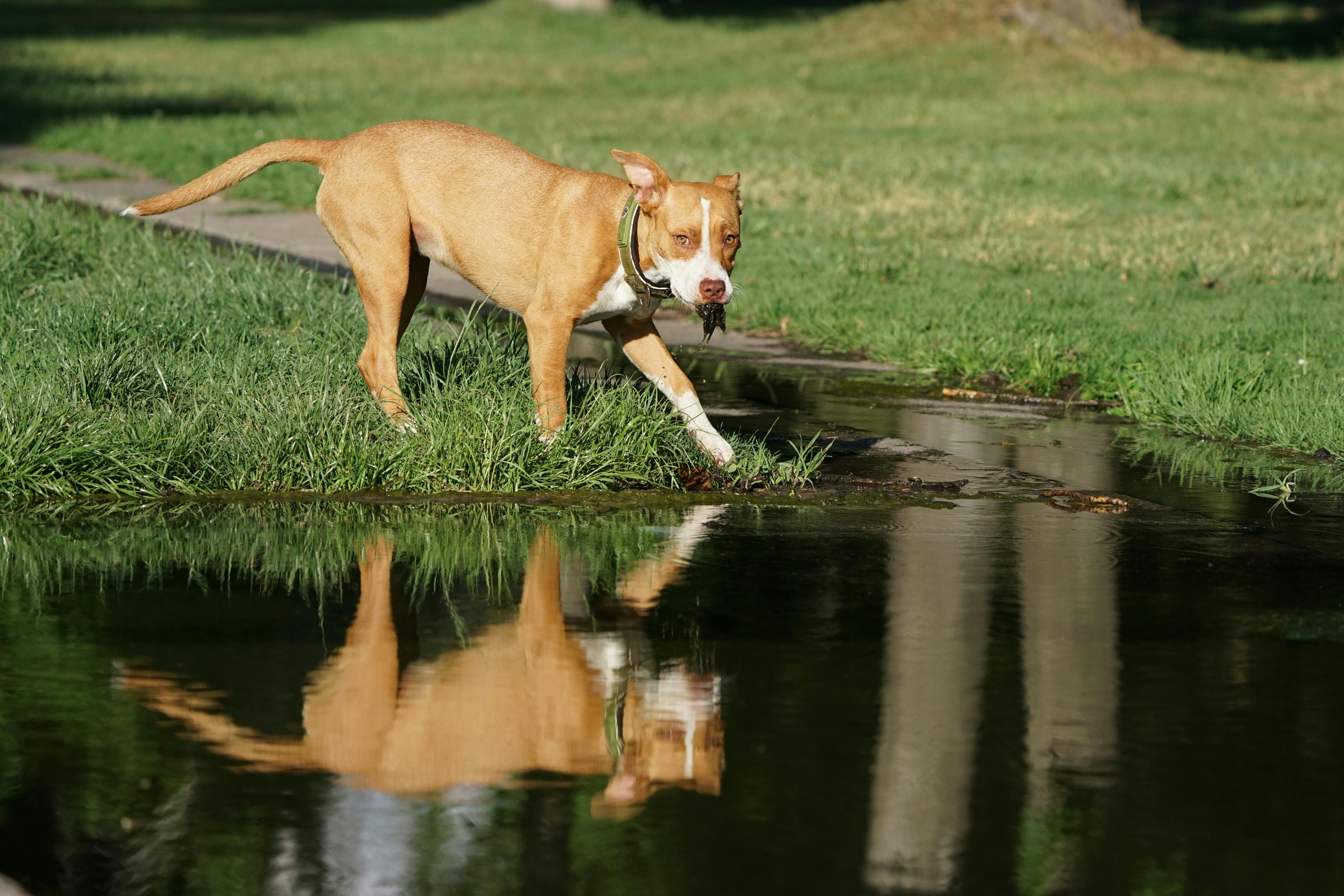 Dog Running by the Stream · Free Stock Photo