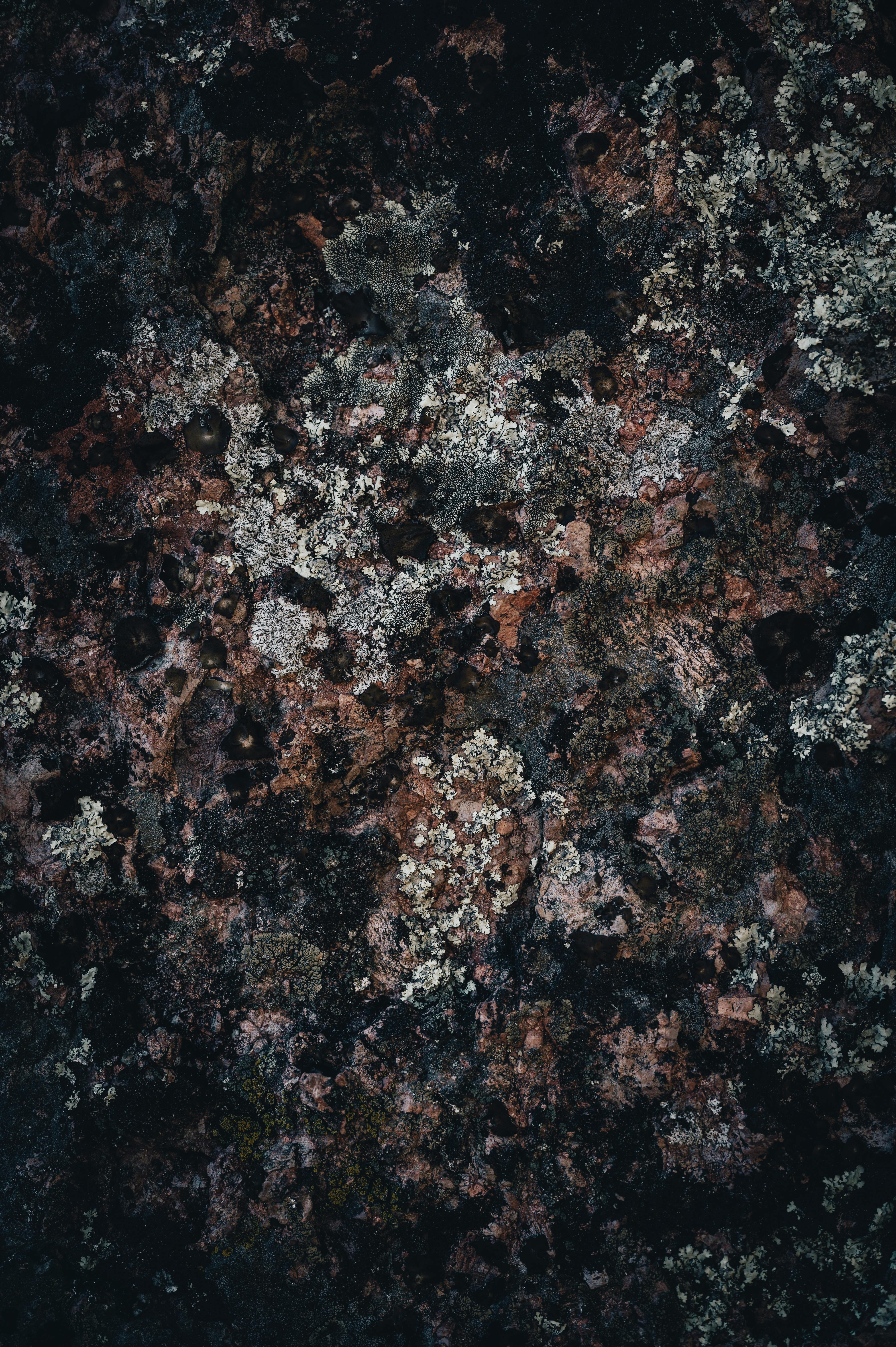 Photo gratuite de aboiement, arrière plan, bio, bois, botanique ...