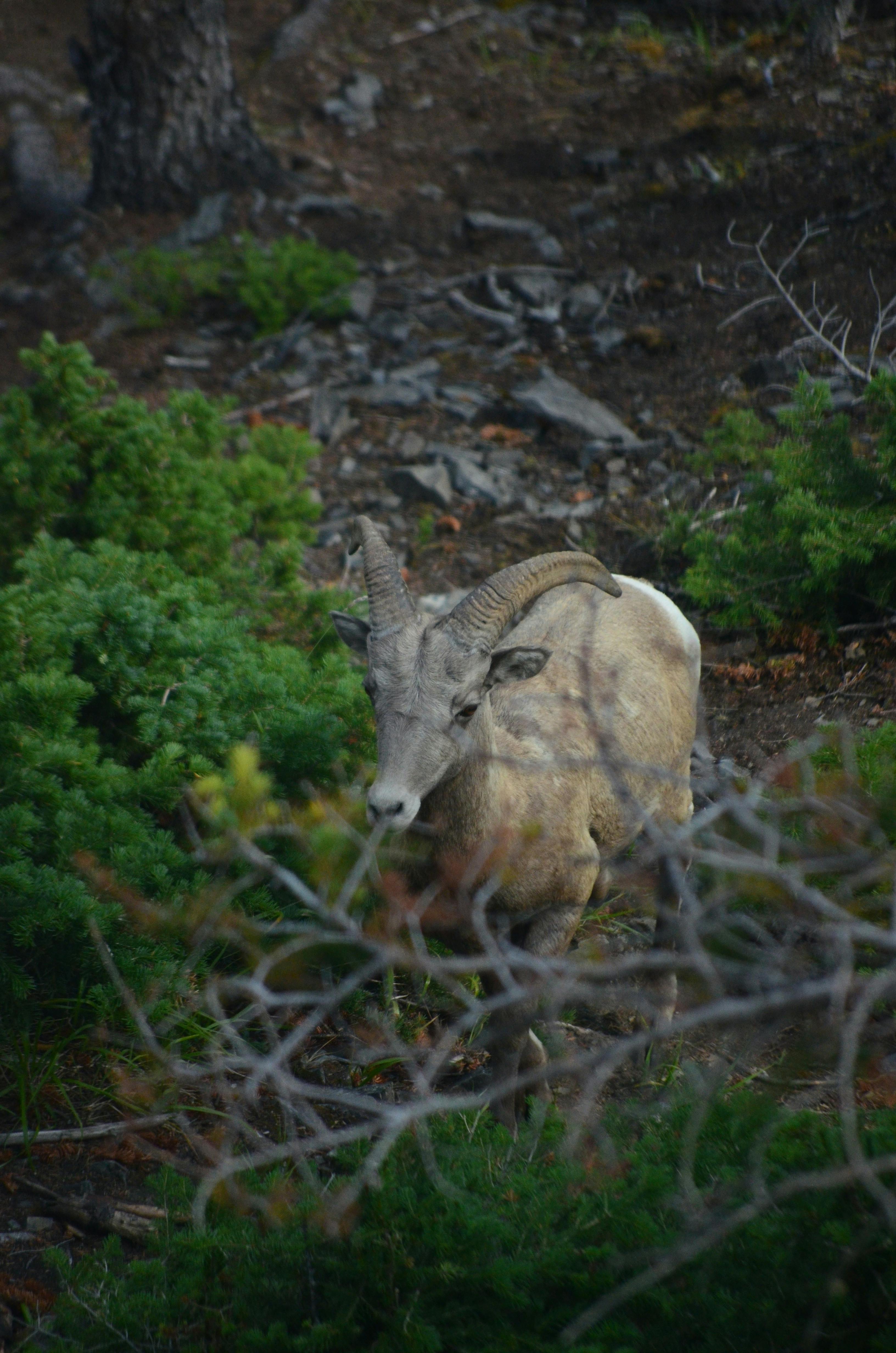 Goat in Nature · Free Stock Photo
