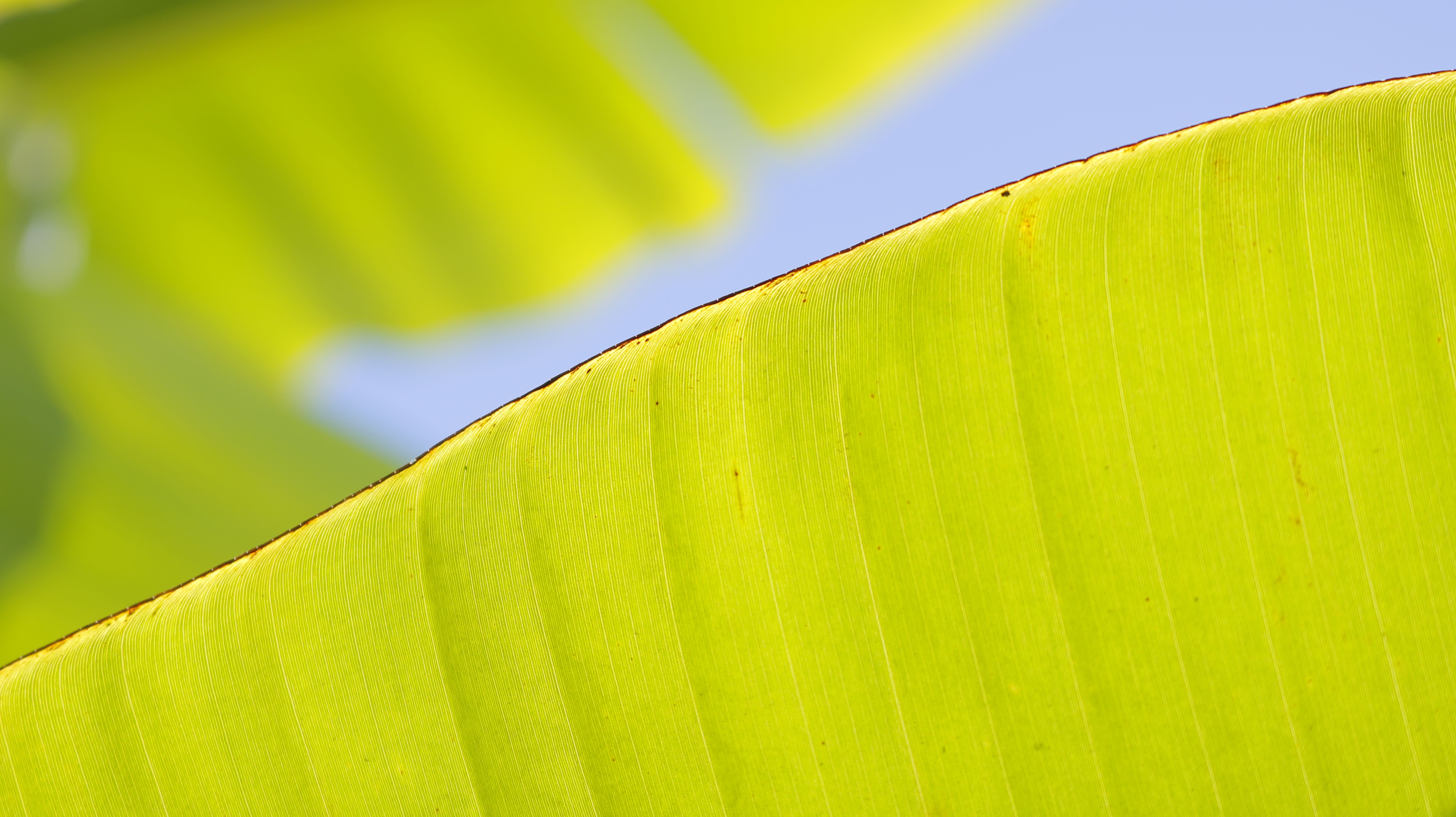 free-stock-photo-of-banana-leaf-depth-of-field-green