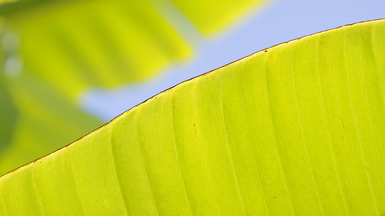 Free Stock Photo Of Banana Leaf Depth Of Field Green free-stock-photo-of-banana-leaf-depth-of-field-green