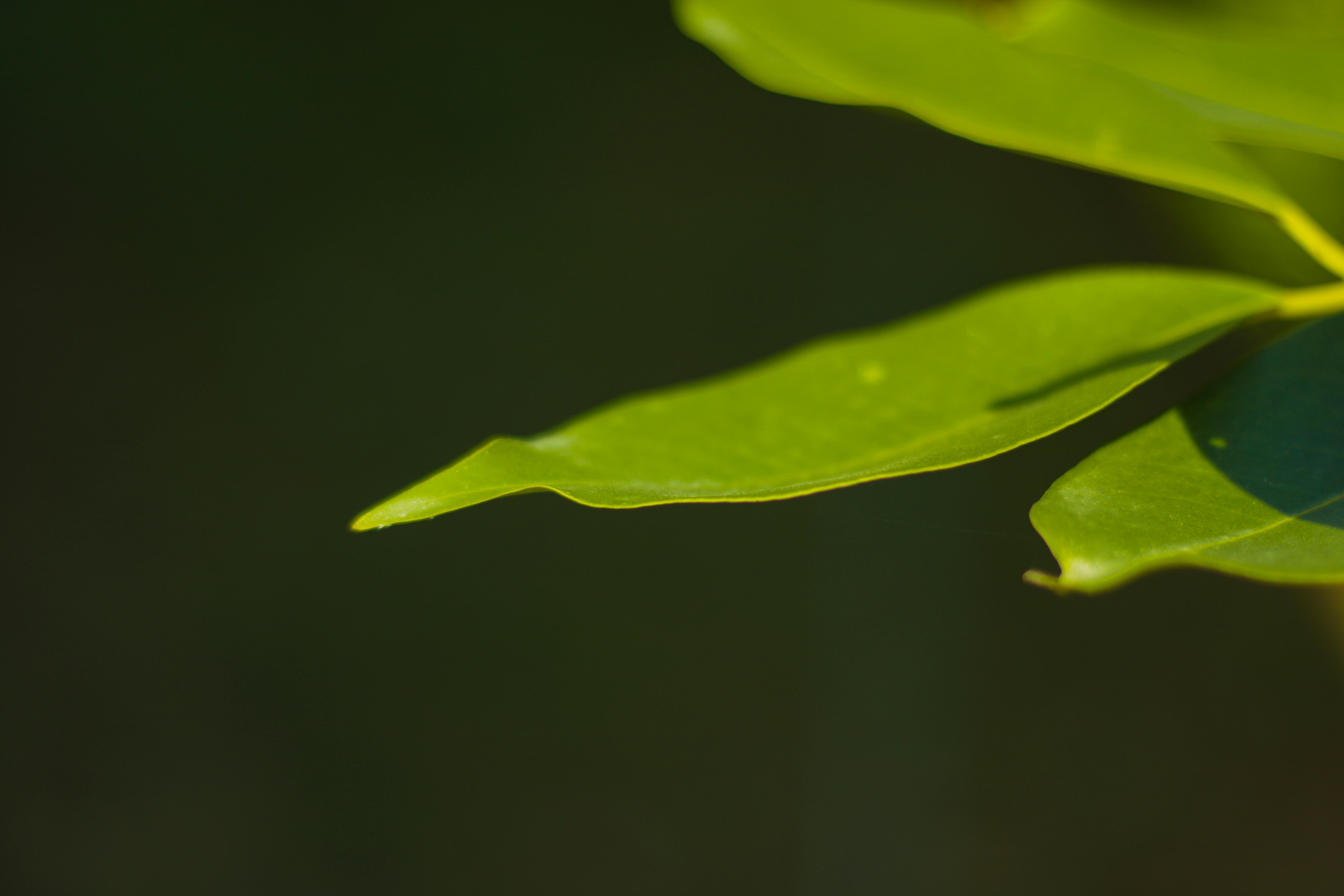 Macro Photography of Leaves · Free Stock Photo