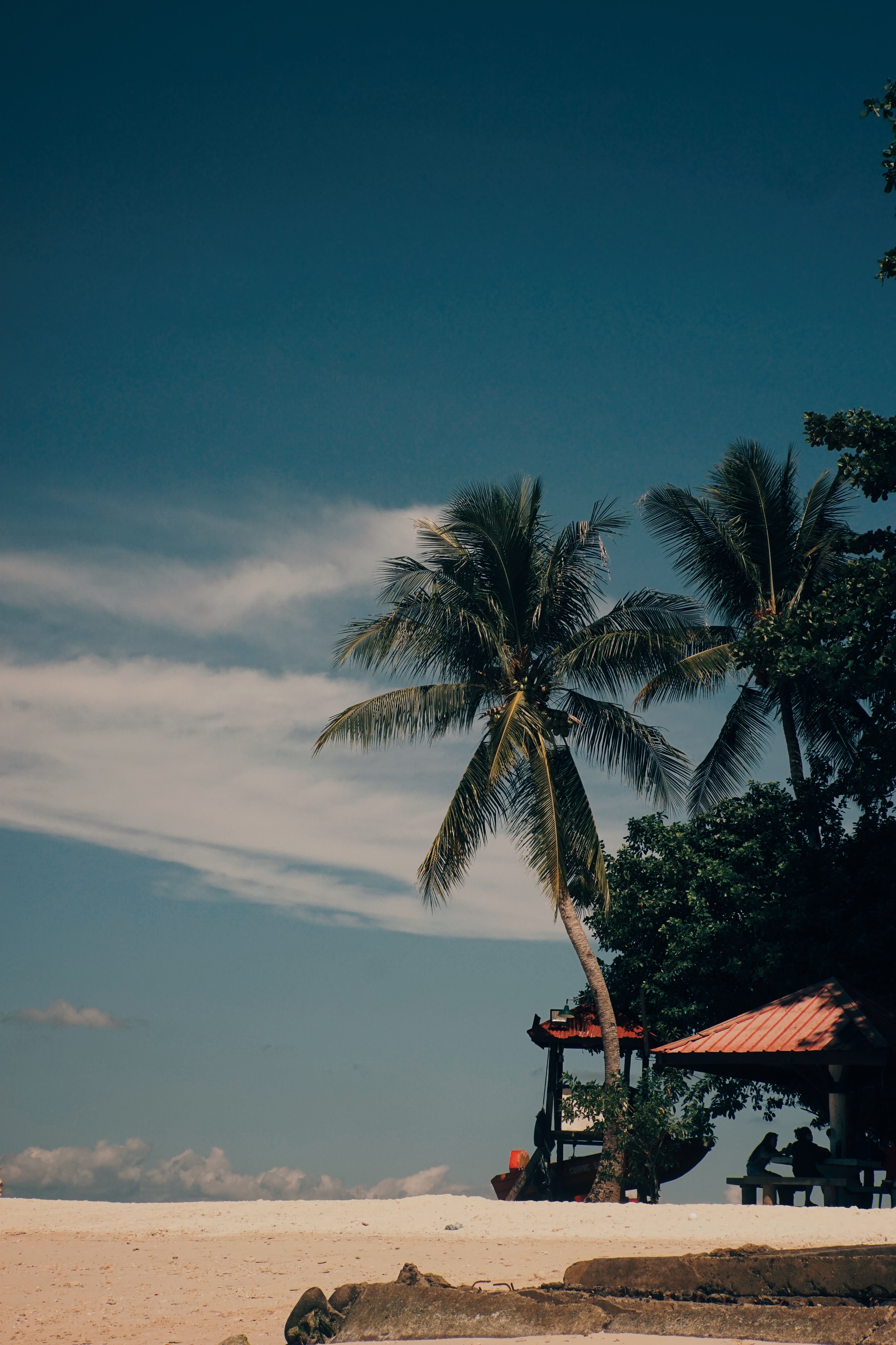 Lifeguard Tower Under a Coconut Tree · Free Stock Photo
