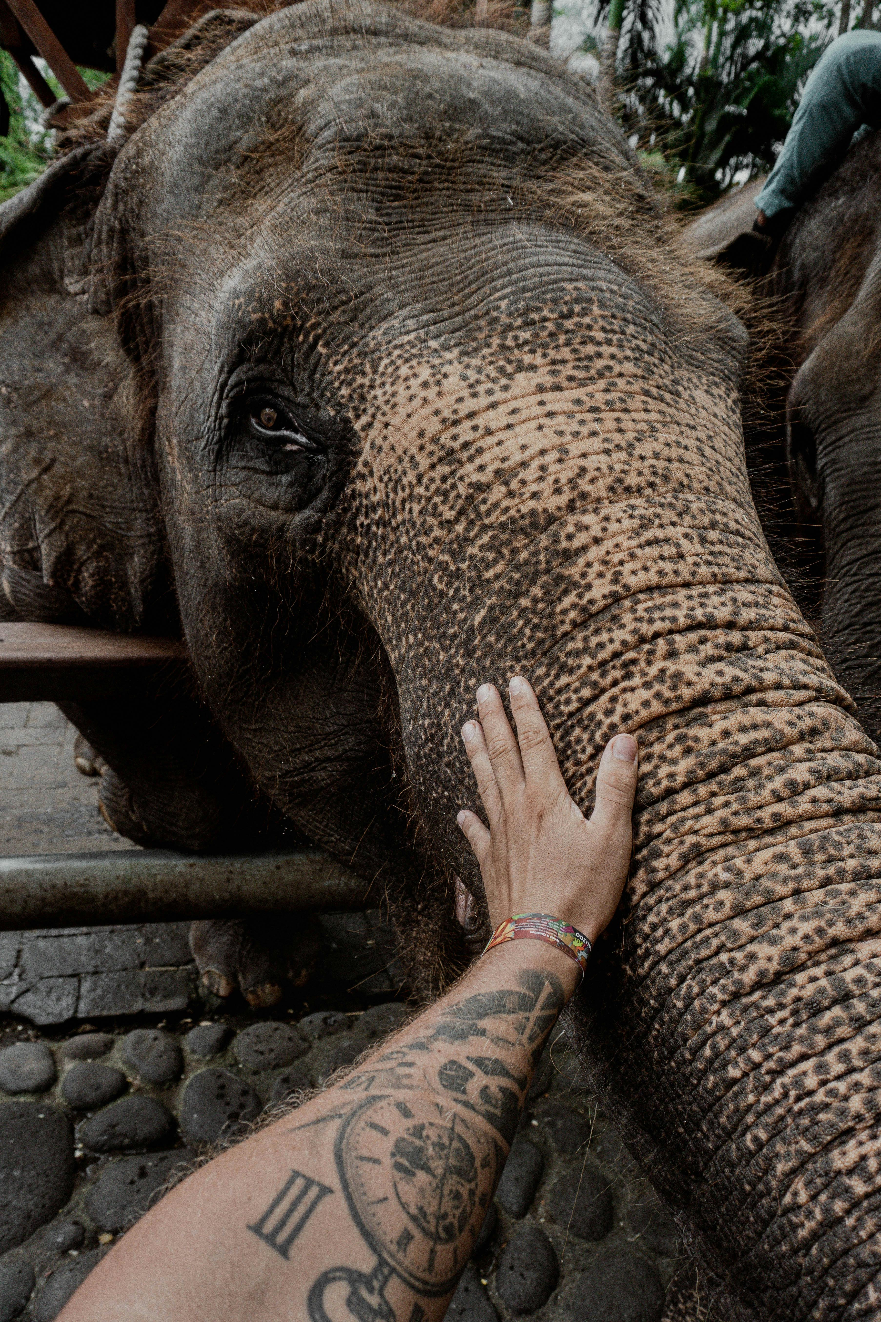 Photo of a Person's Hand Petting an Elephant · Free Stock Photo