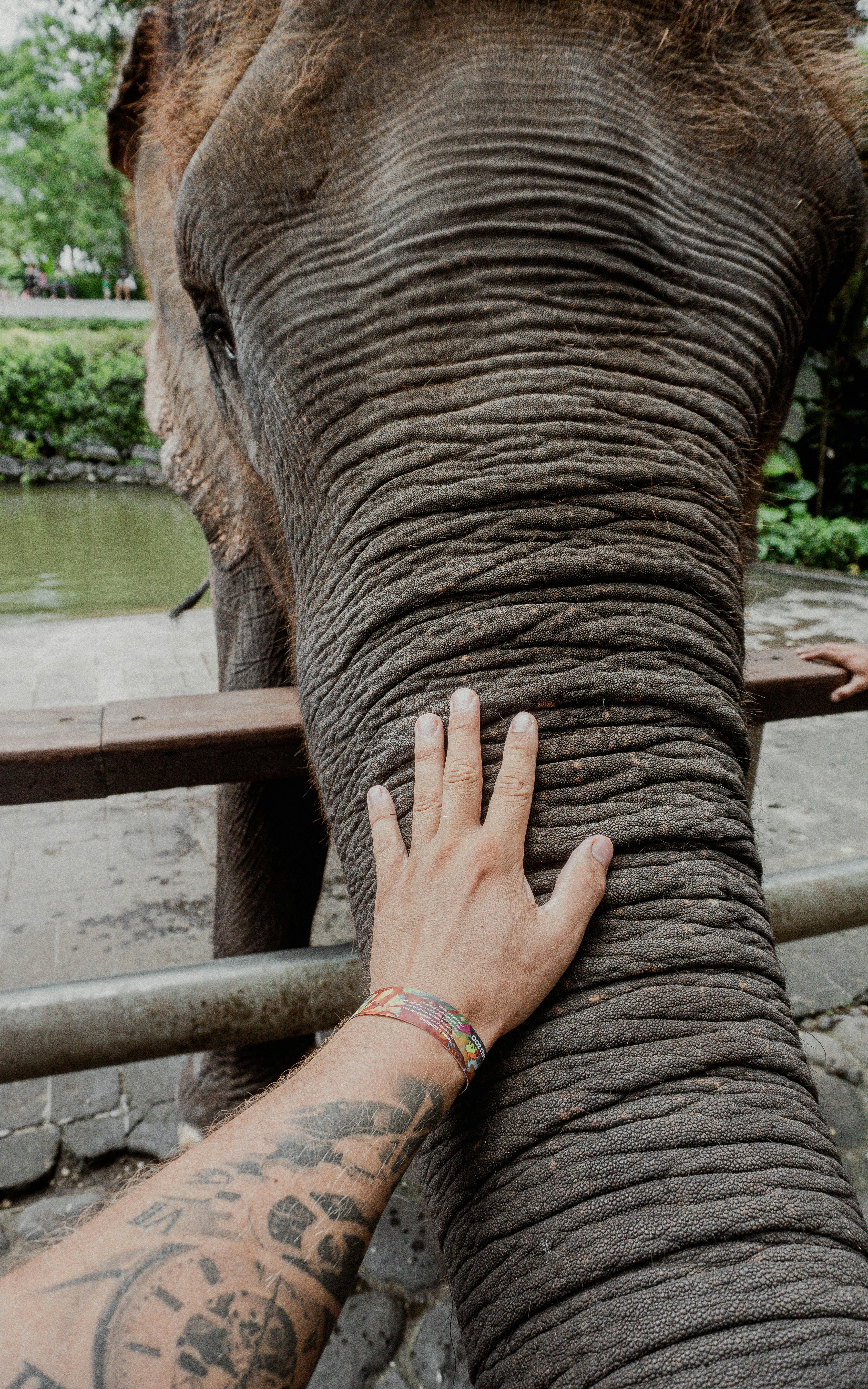 A Person Petting an Elephant · Free Stock Photo