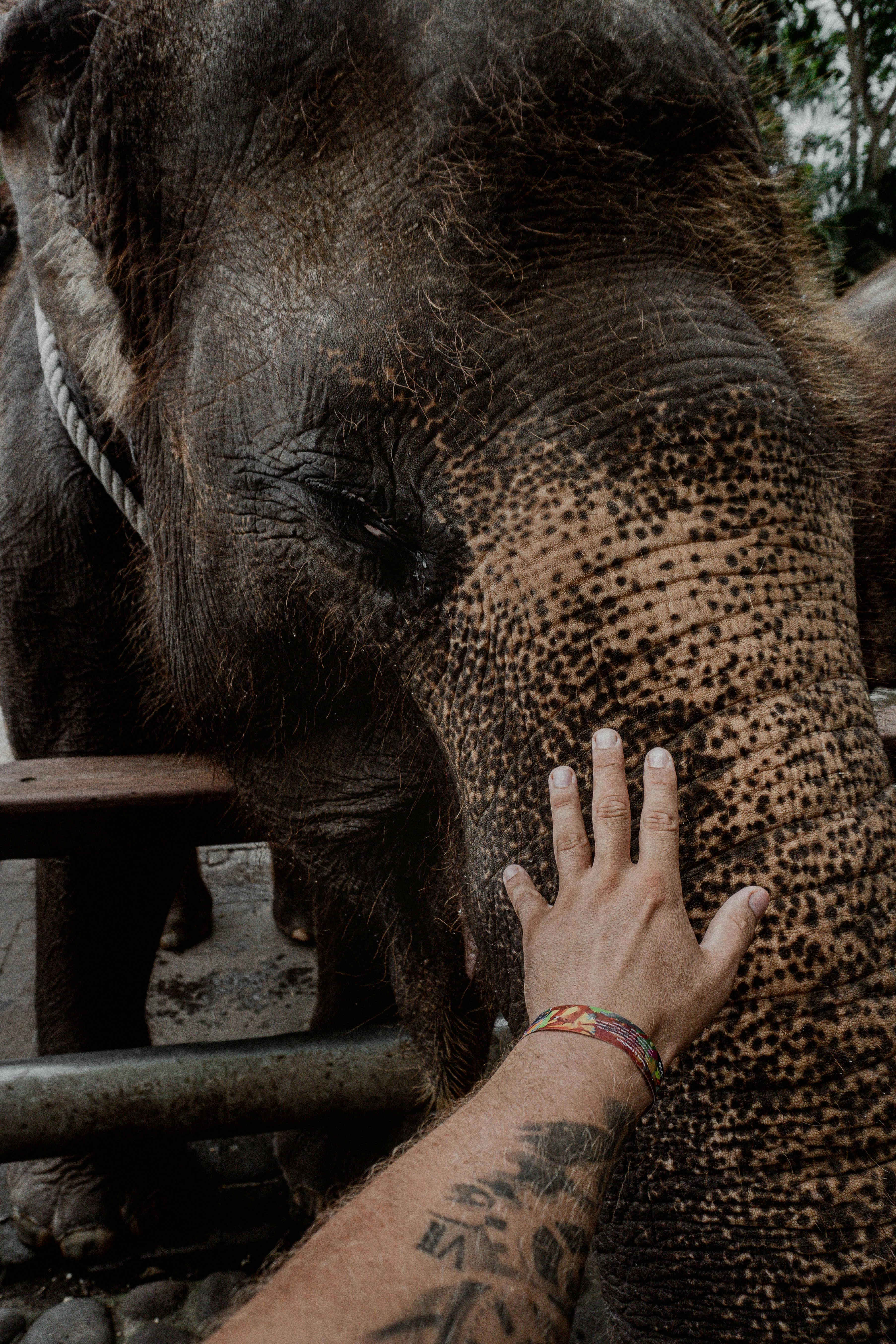 Respect For Animals Photos, Download The BEST Free Respect For Animals ...
