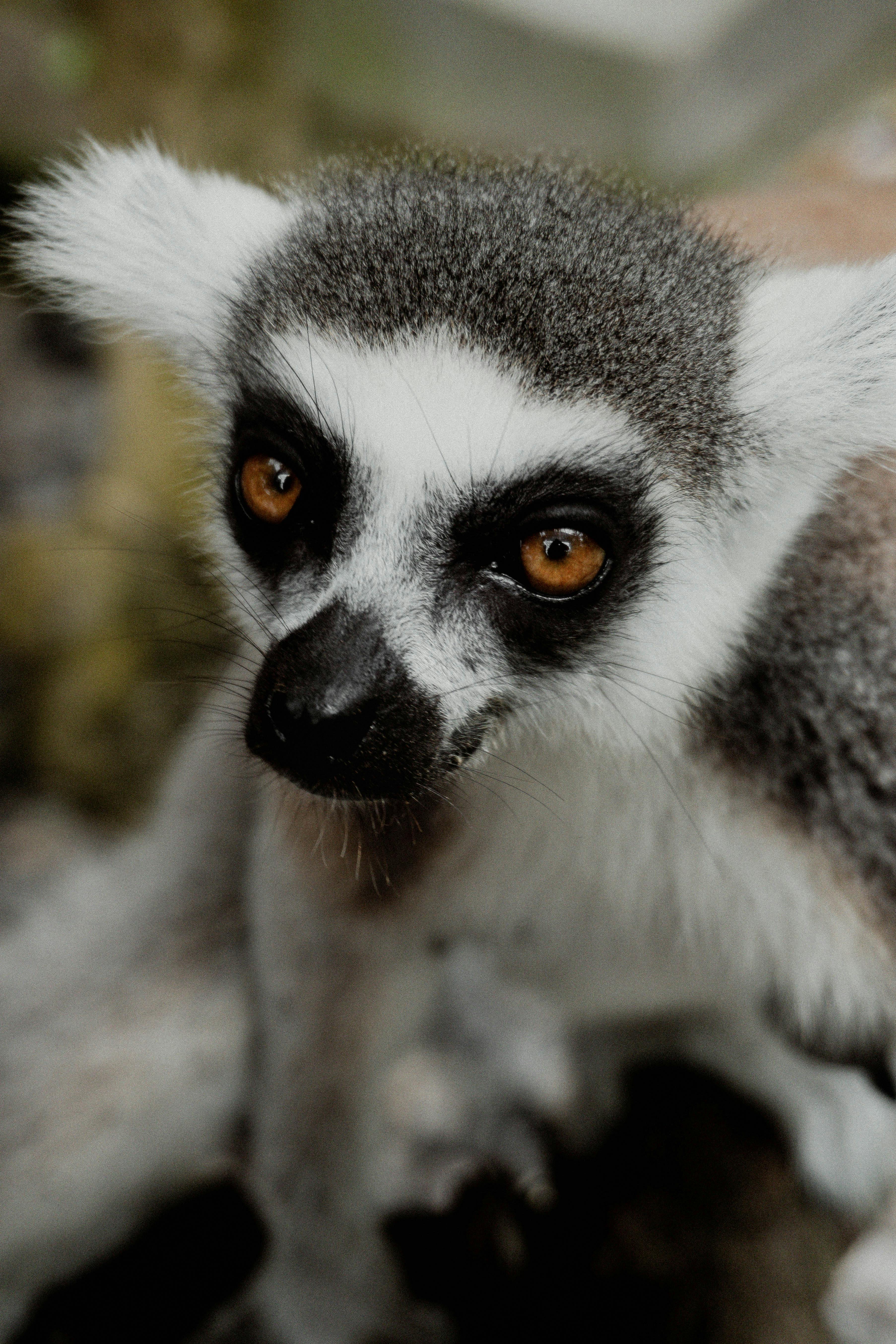 Close-Up Shot of a Lemur · Free Stock Photo