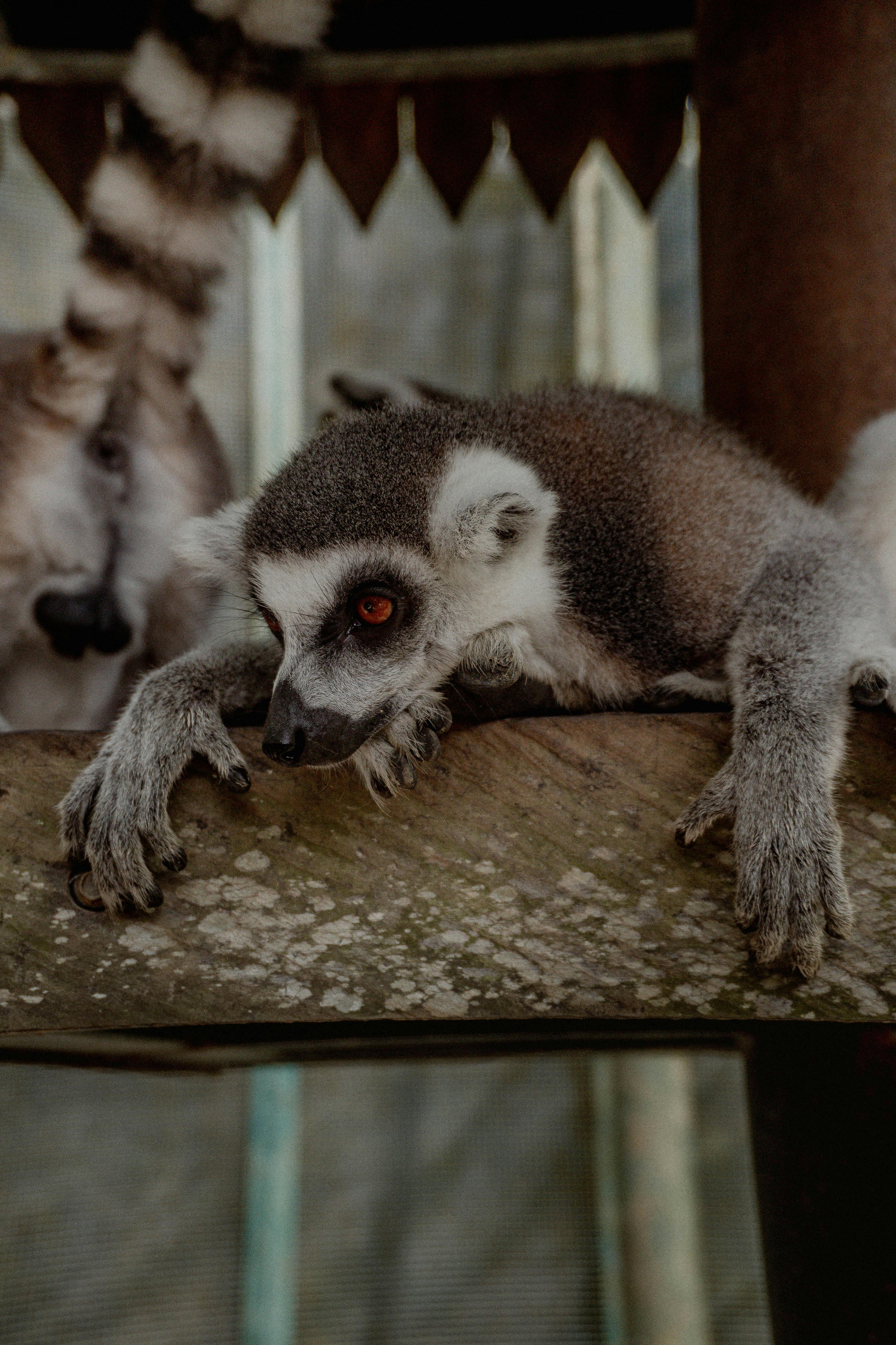 Positional Behavior Photos, Download The BEST Free Positional Behavior ...