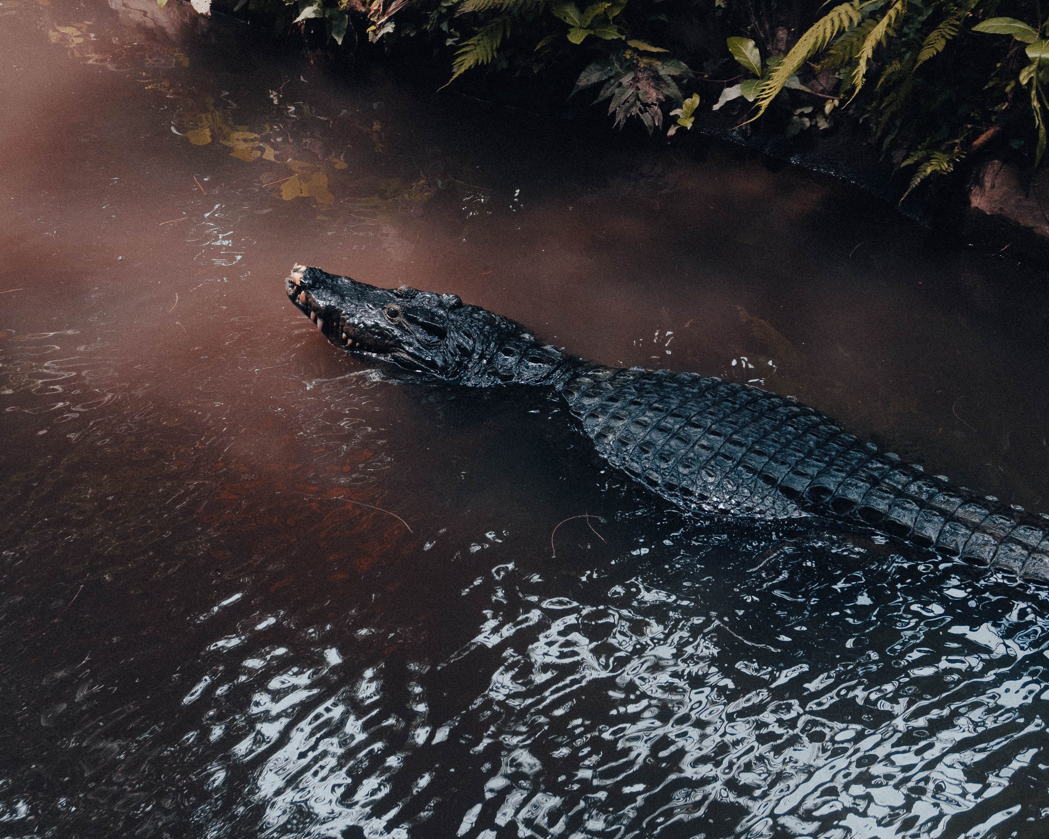 A Crocodile in the Water · Free Stock Photo