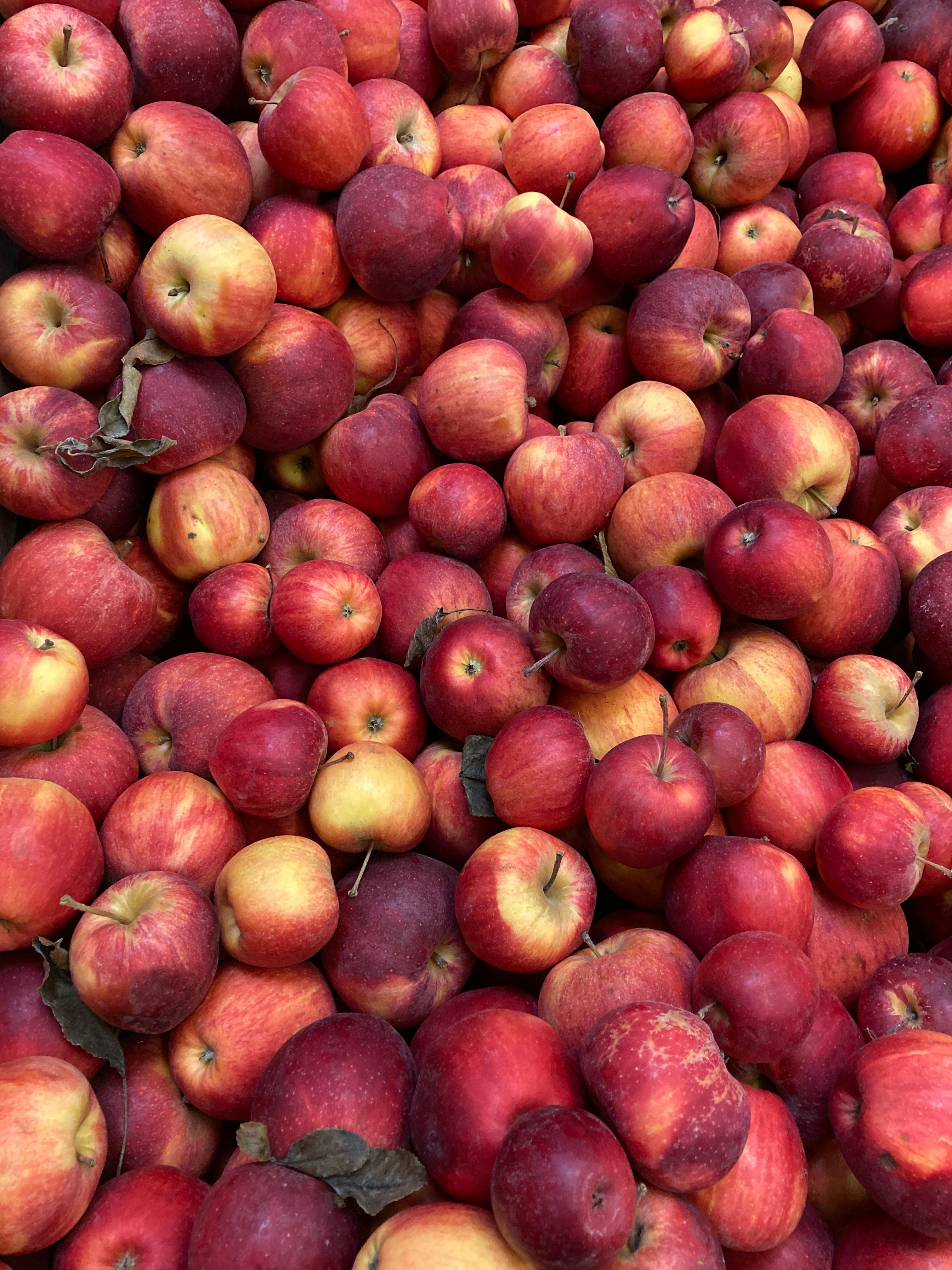 Red Apple · Free Stock Photo