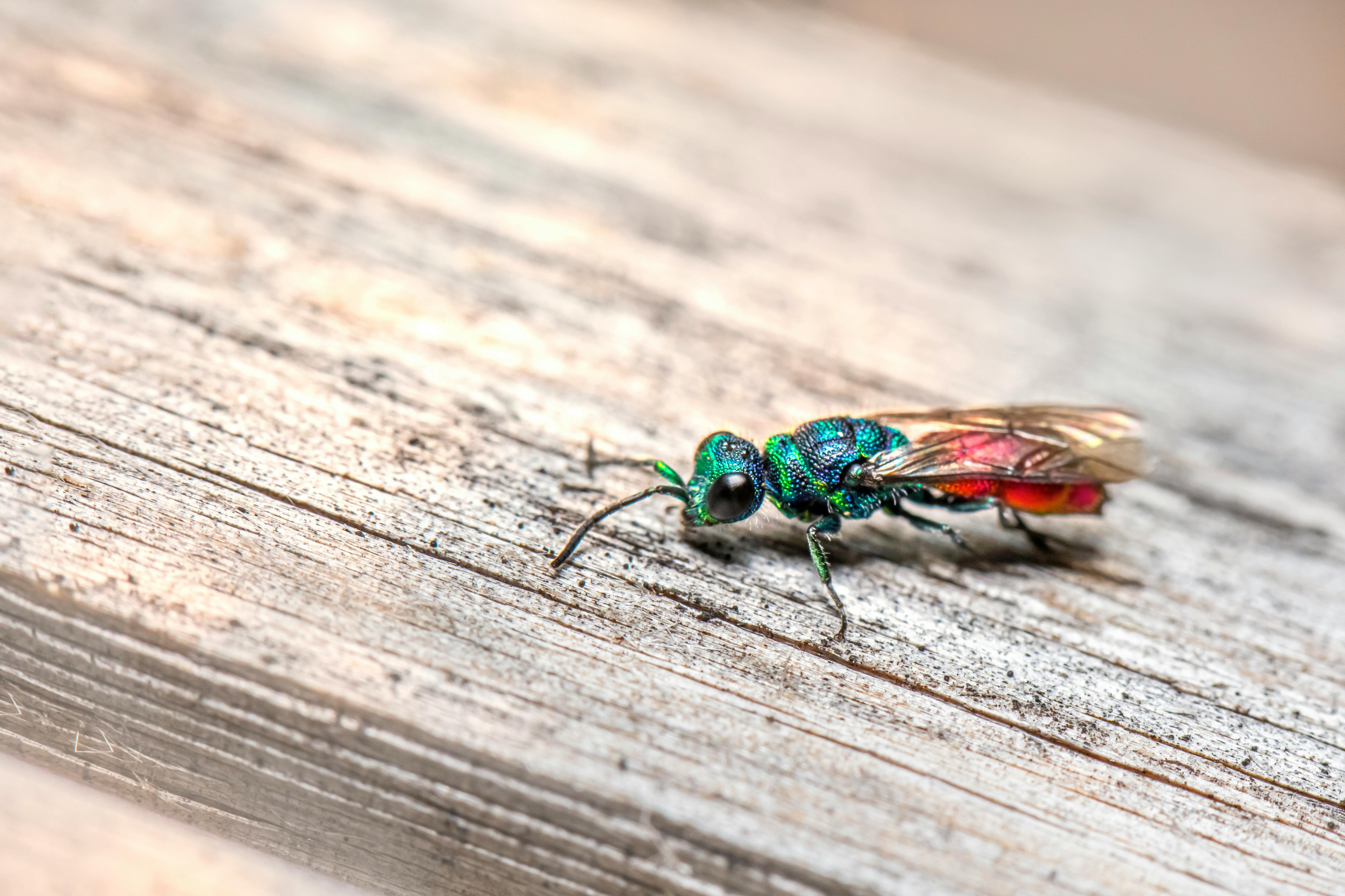 Macro Photography of a Ruby-Tailed Wasp · Free Stock Photo