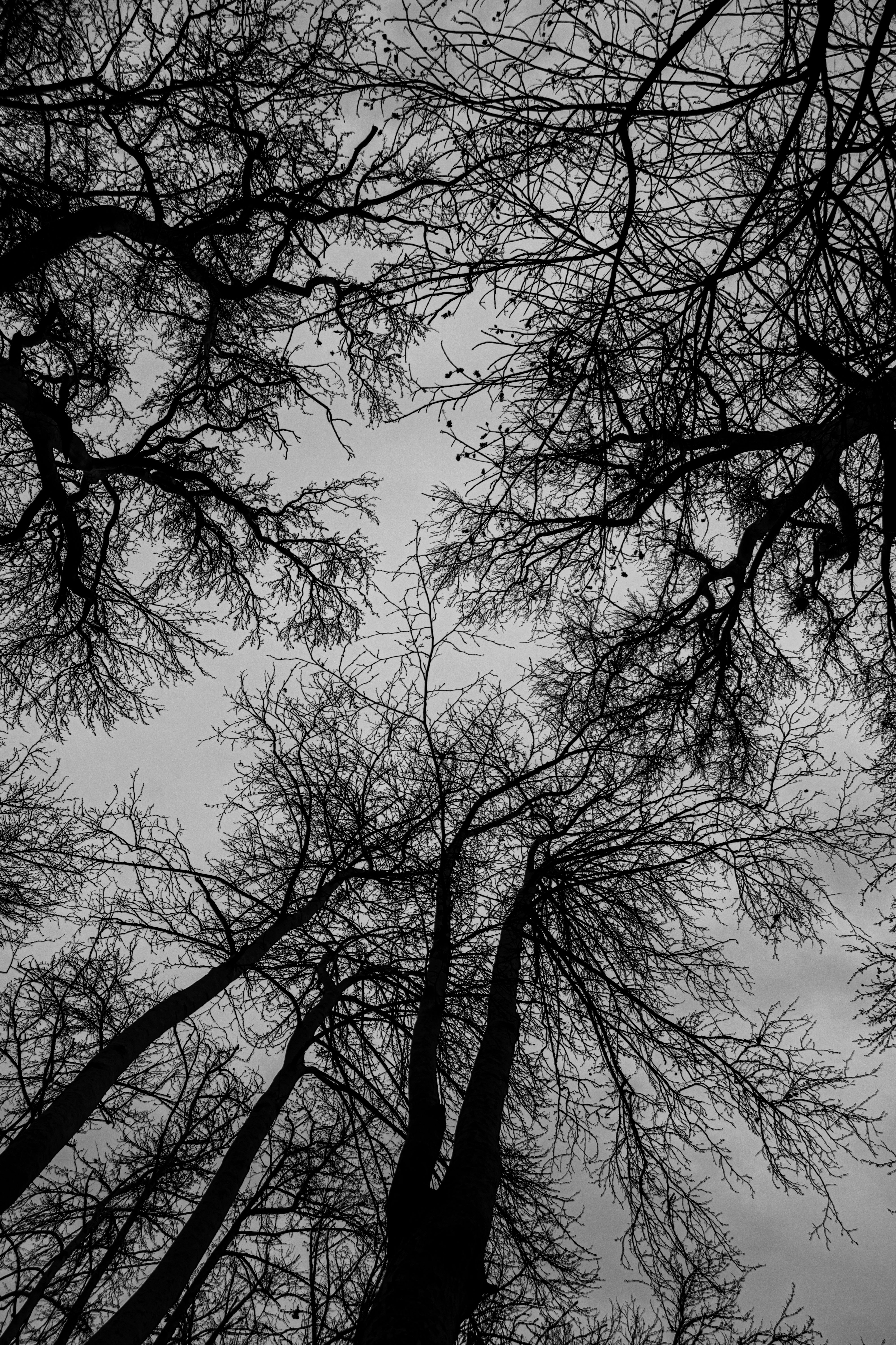 Grayscale Photo of Bare Trees · Free Stock Photo
