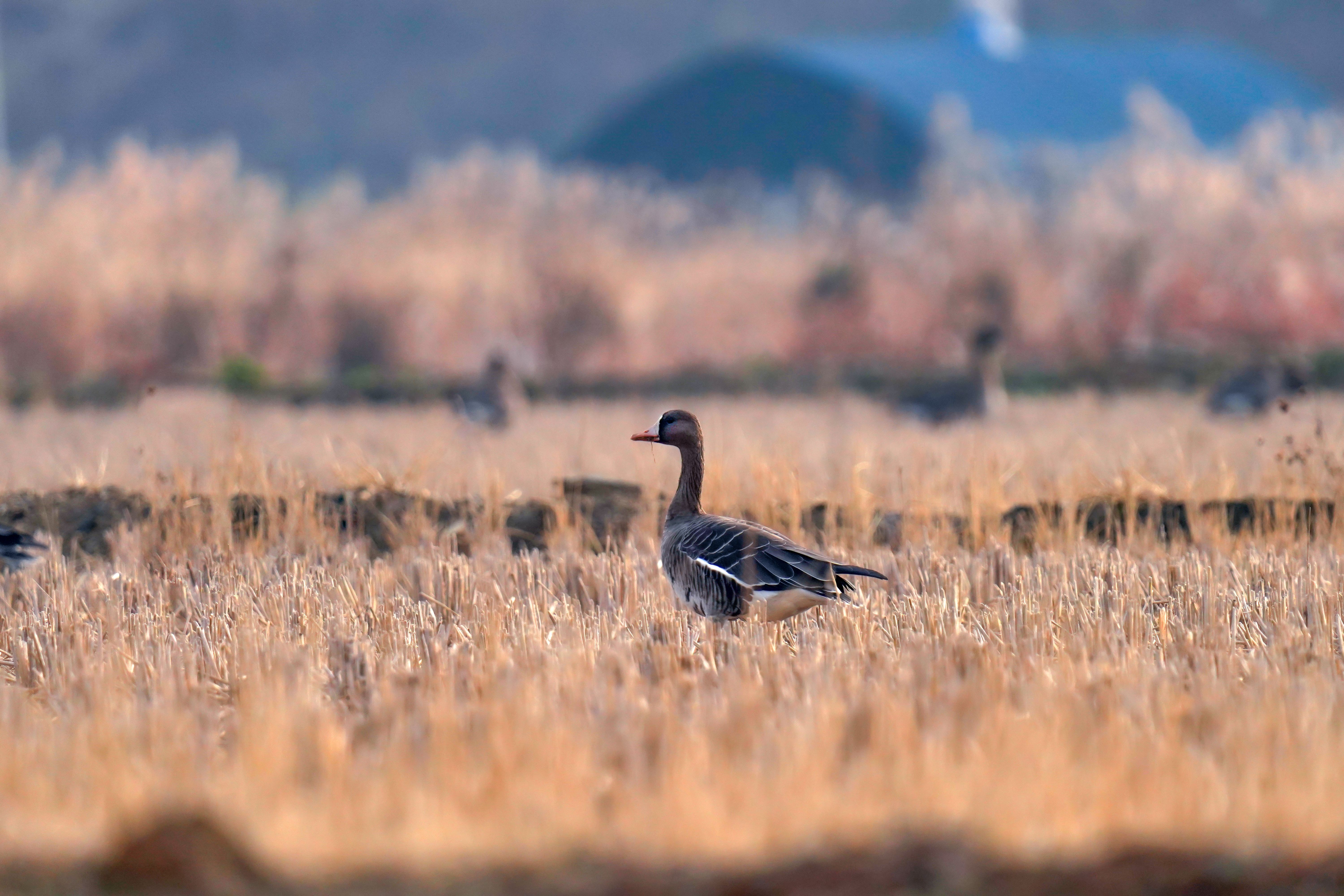 Close up of Duck · Free Stock Photo