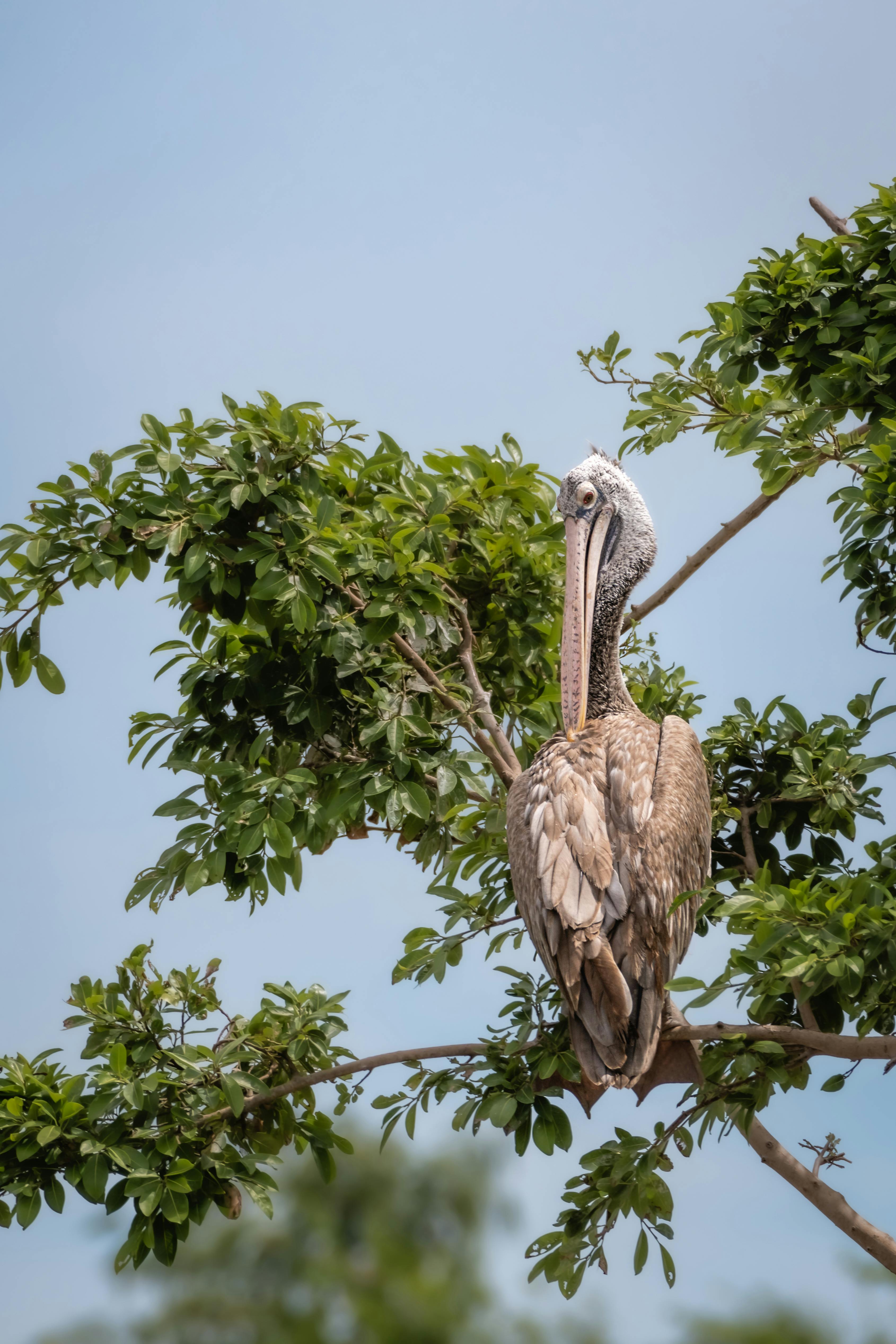 A Pelican Perched on a Branch · Free Stock Photo