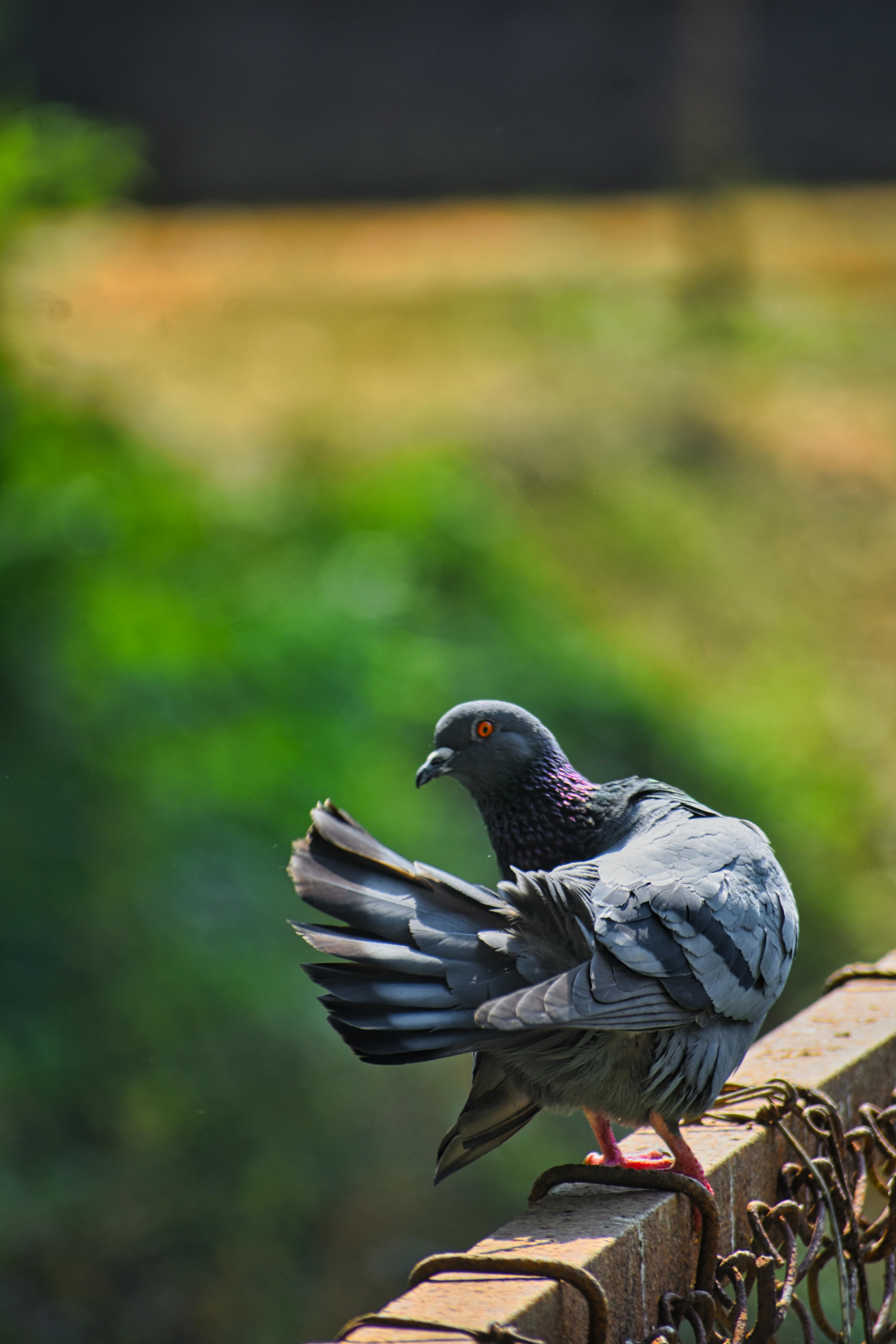 A Close-Up Shot of Pigeons · Free Stock Photo