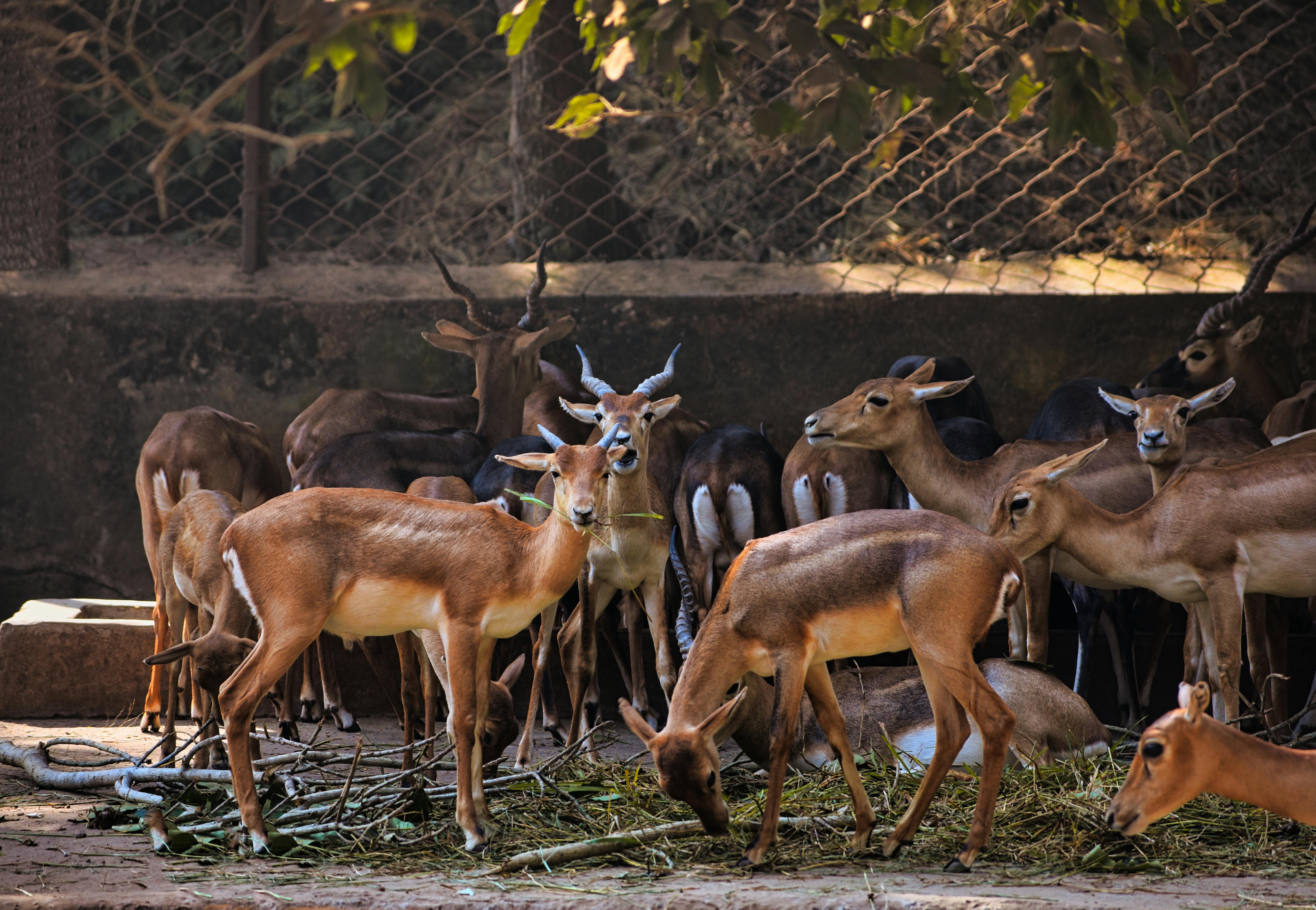 Deer in a Wooden Cage · Free Stock Photo