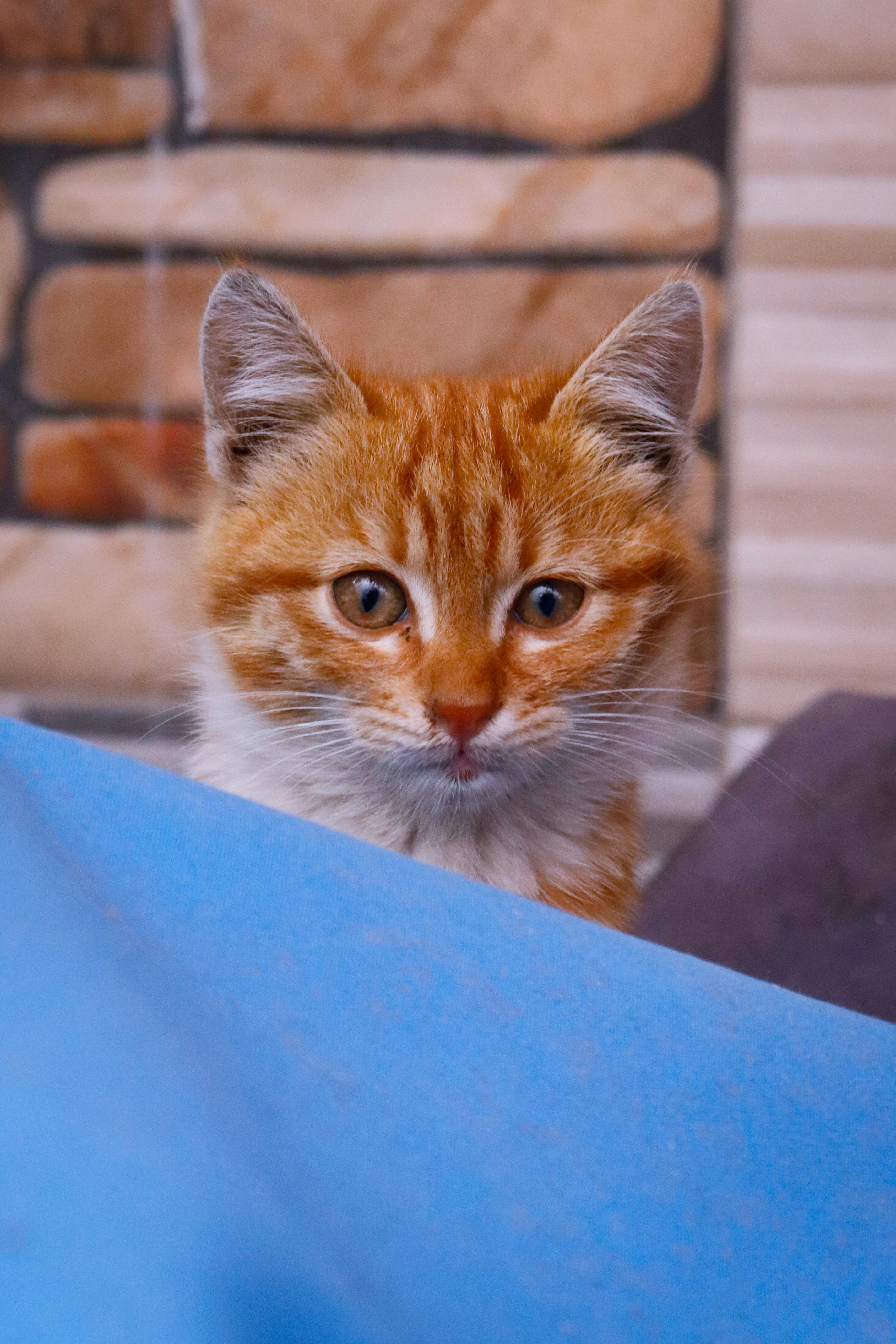 Cat Backround Photos, Download Free Cat Backround Stock Photos & HD Images