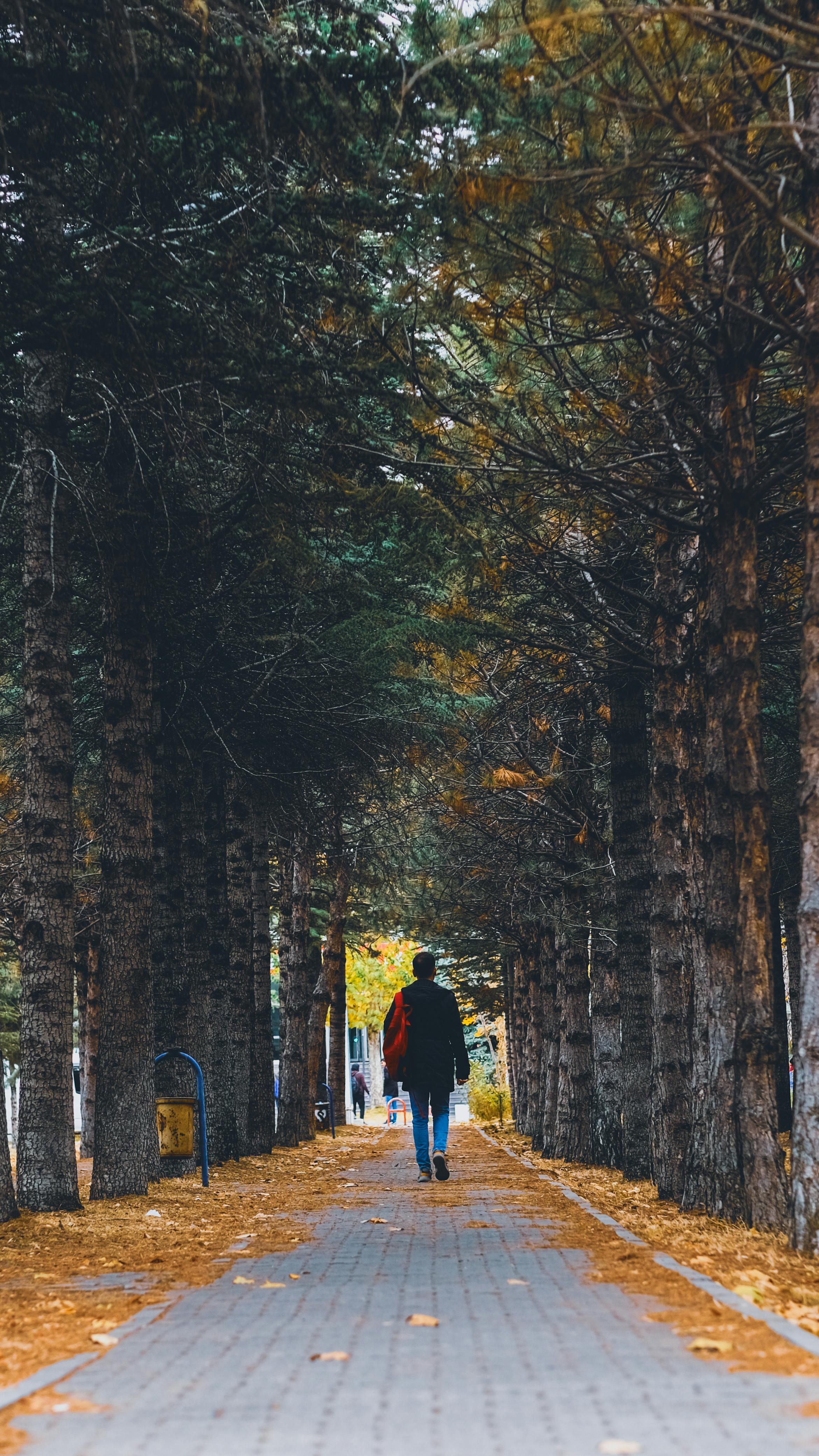 Person Walking on a Walkway Between Trees · Free Stock Photo
