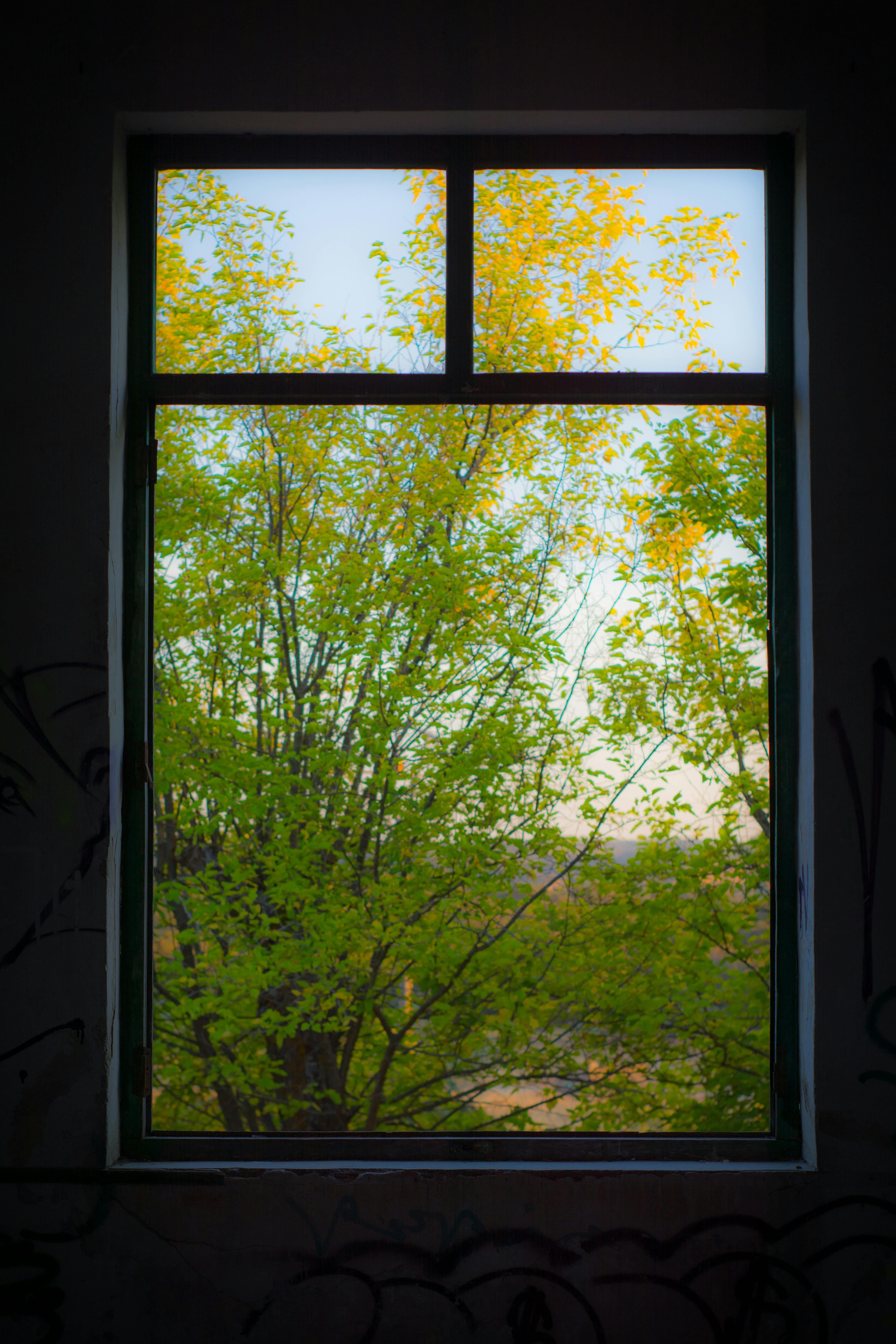 Trees Outside a Window · Free Stock Photo
