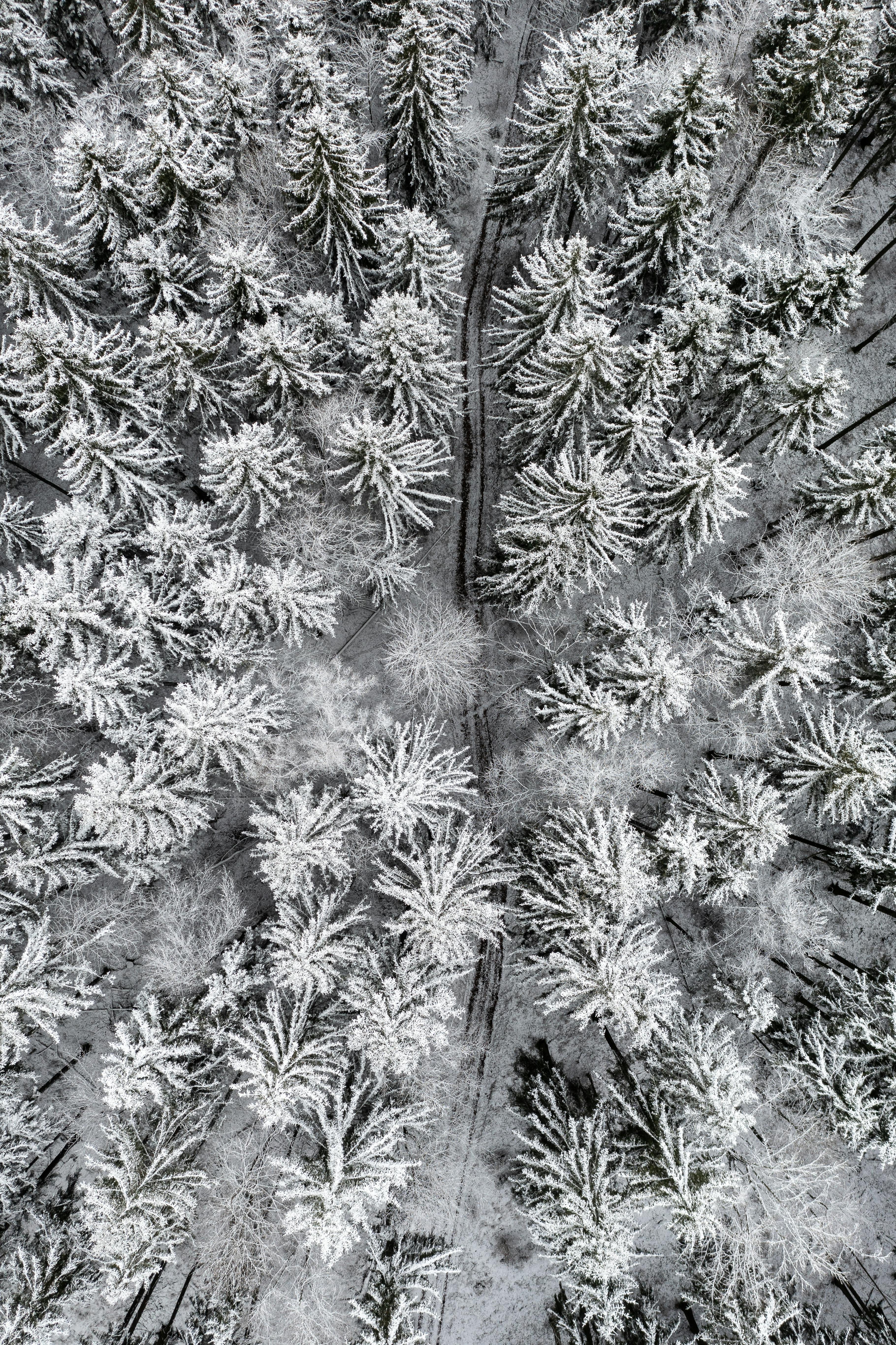 Top View of Trees Growing in Rows · Free Stock Photo