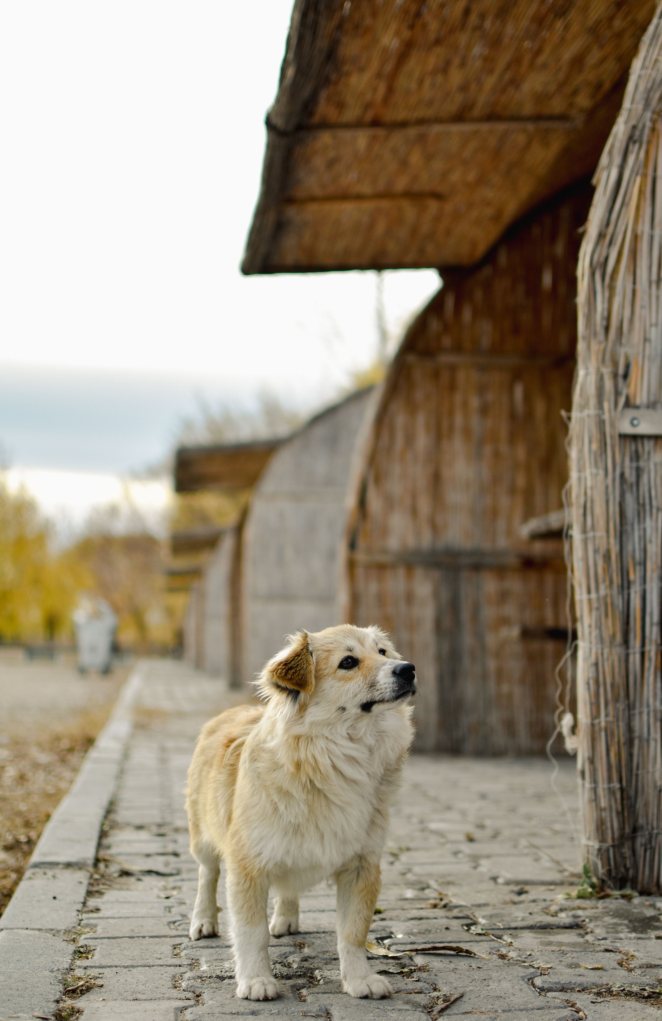 A Cute Dog on the Street Near the Wooden House · Free Stock Photo