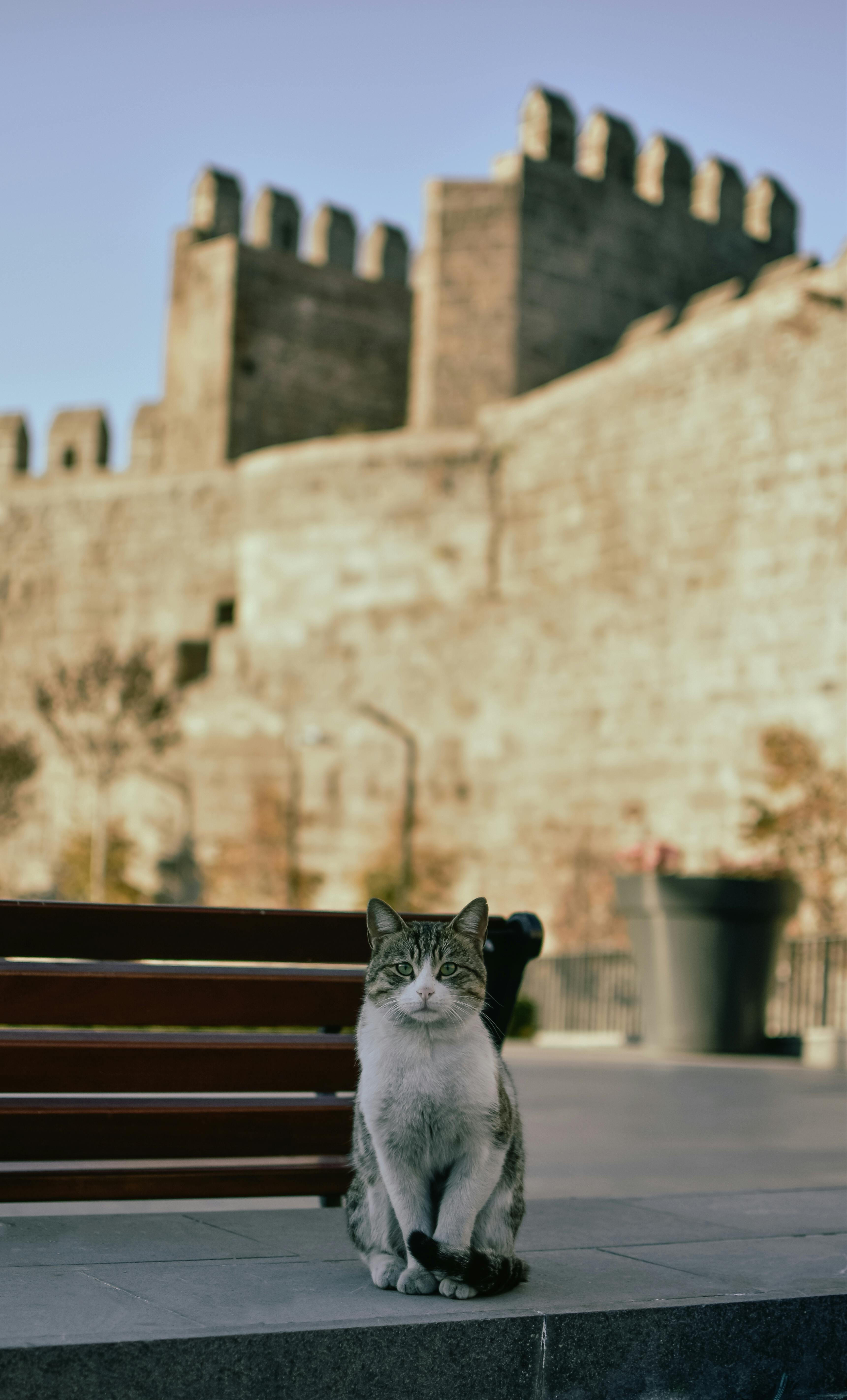 Cat on a Sidewalk in front of a Castle · Free Stock Photo