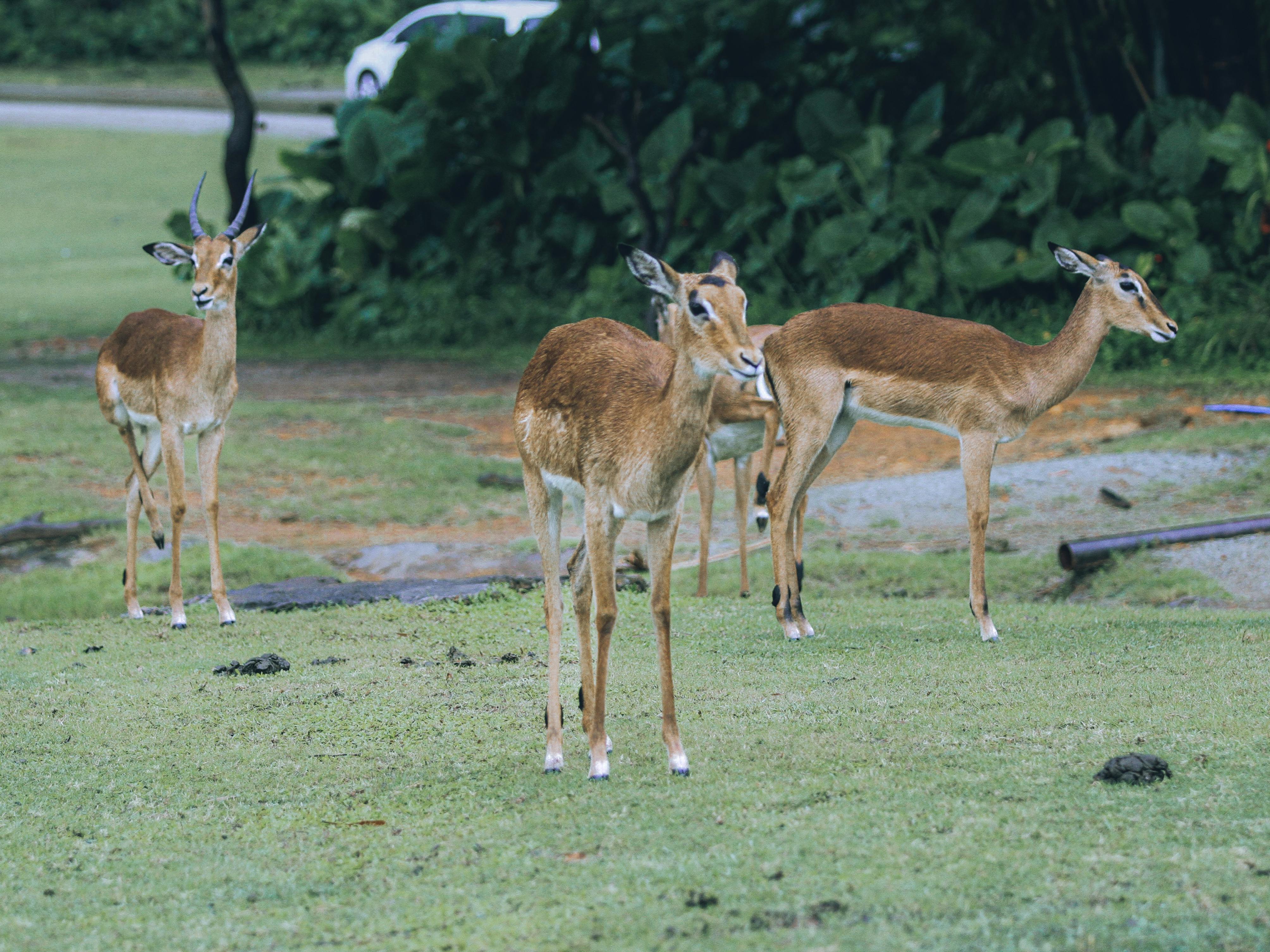 Flock of Brown Deer on Green Grass Field · Free Stock Photo