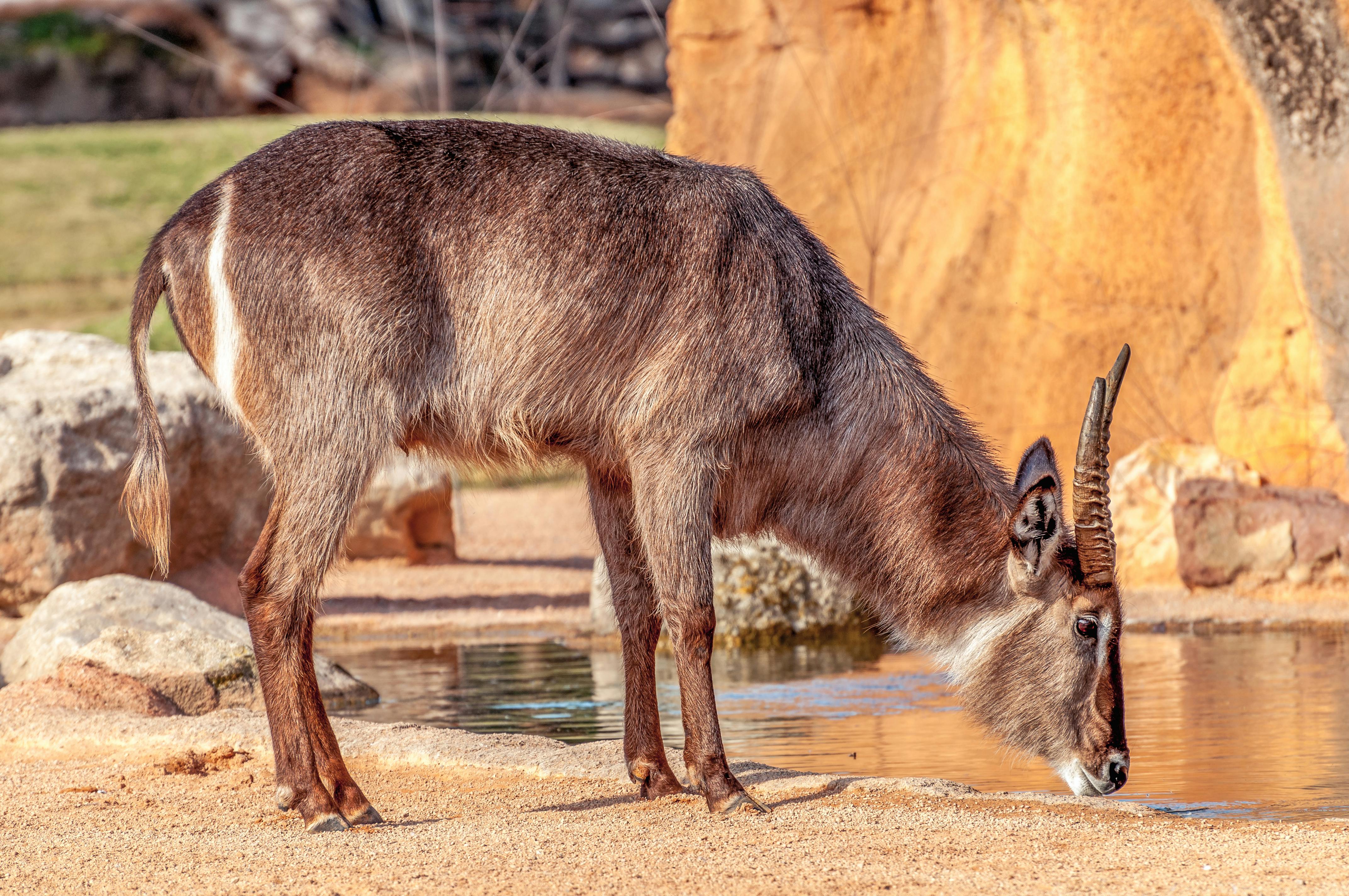 Photograph of an Antelope · Free Stock Photo