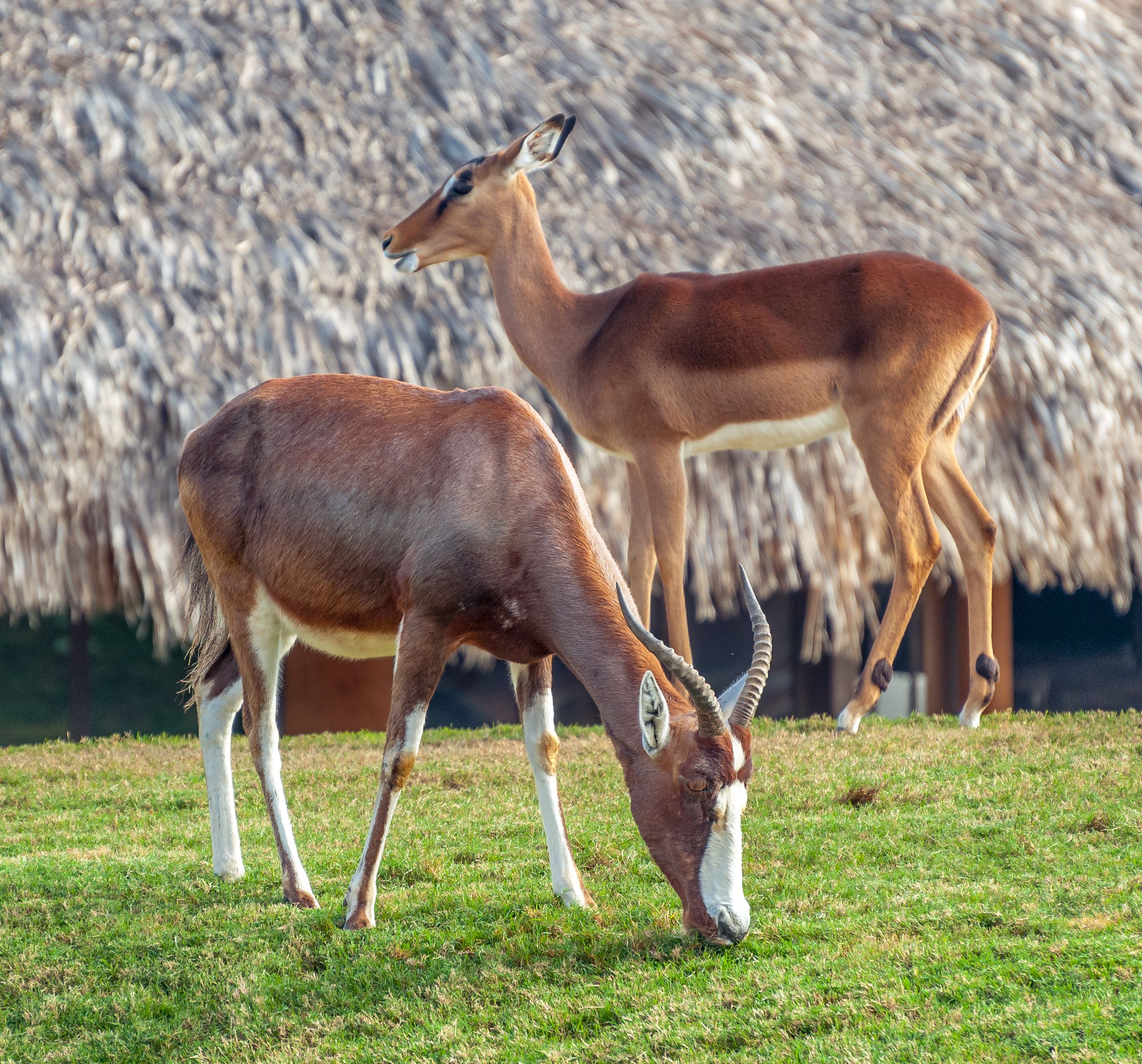 Antelopes Grazing on a Green Field · Free Stock Photo