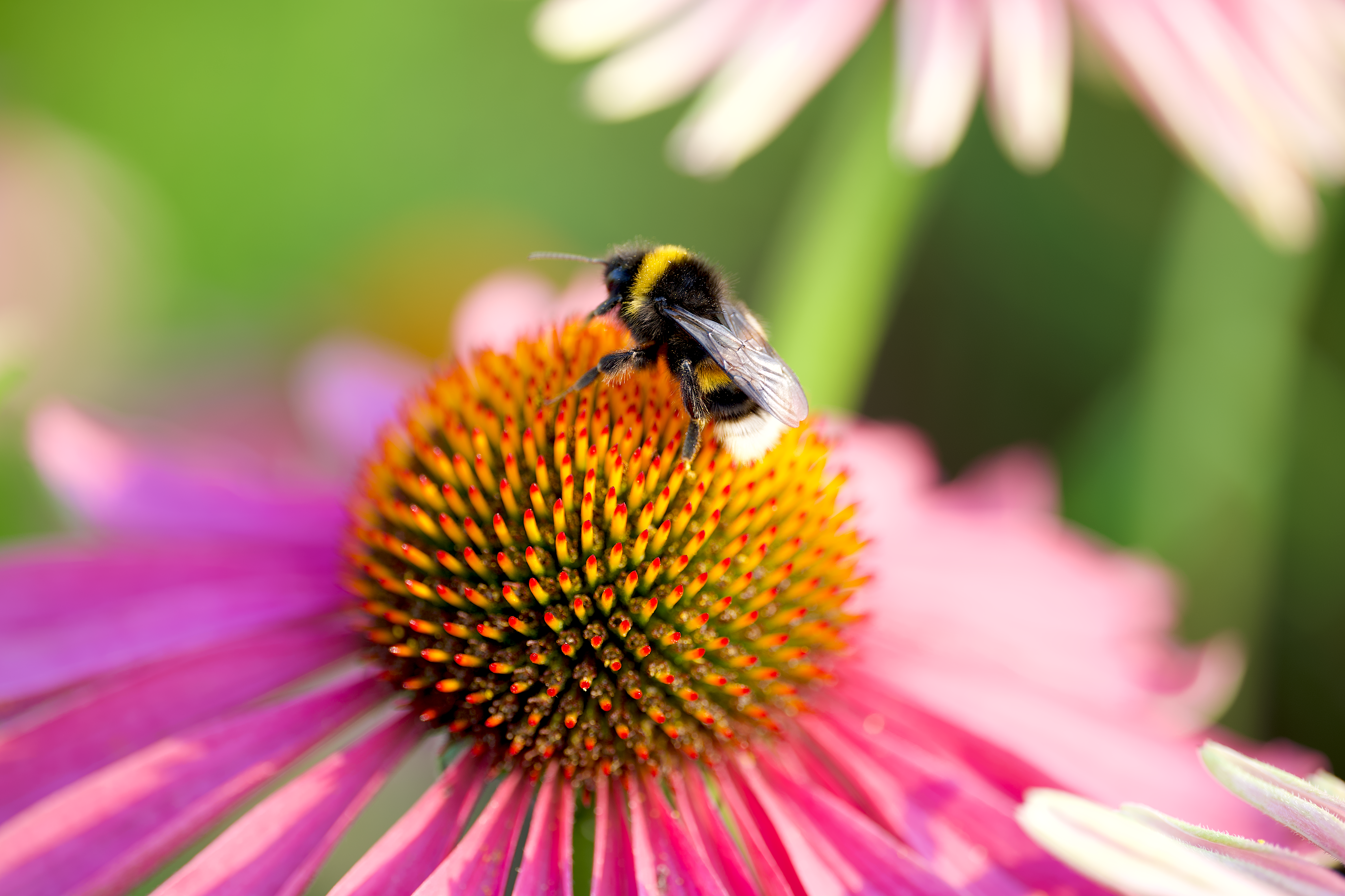 Close-Up Shot of a Bumblebee on Flower · Free Stock Photo
