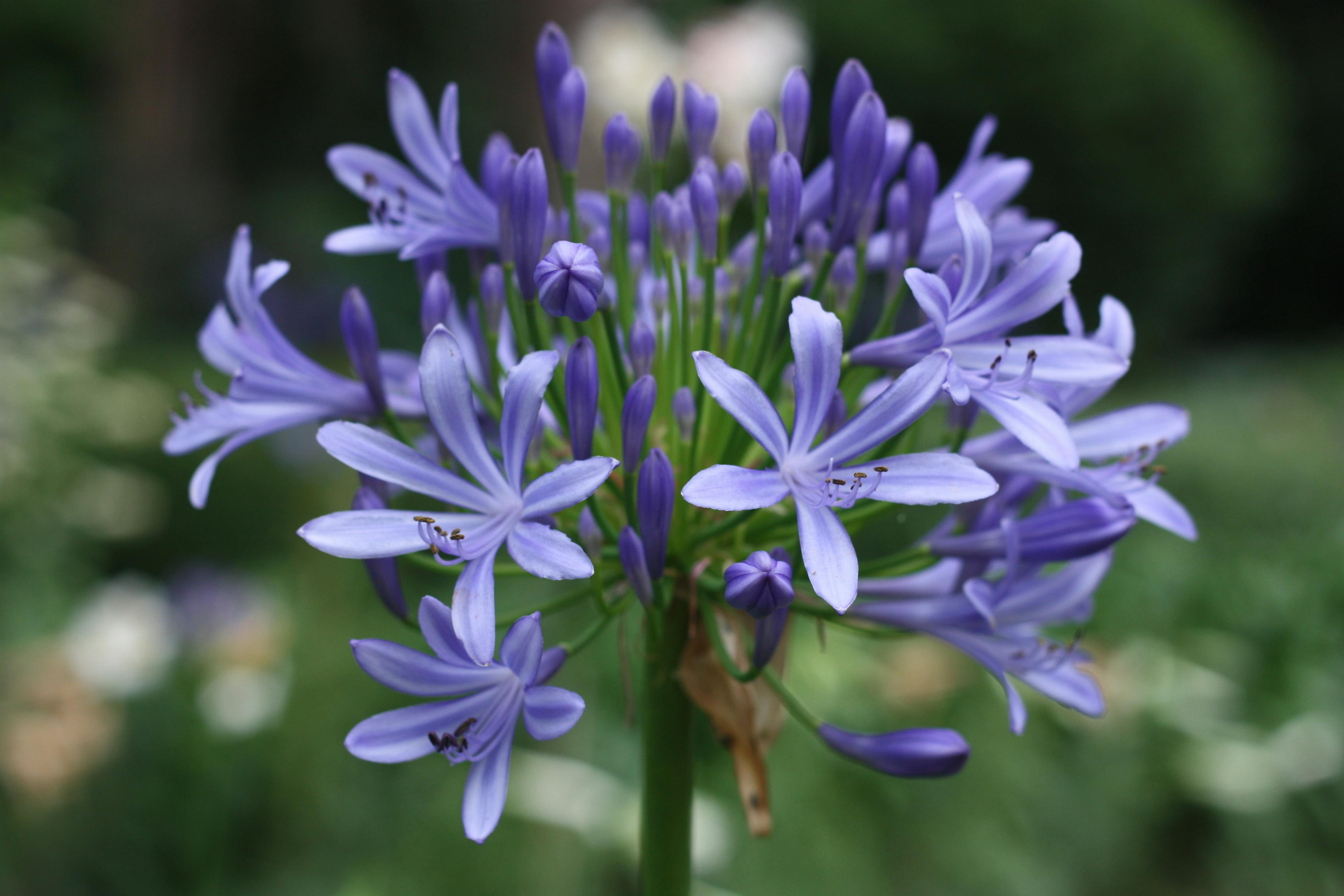 Free stock photo of #mime