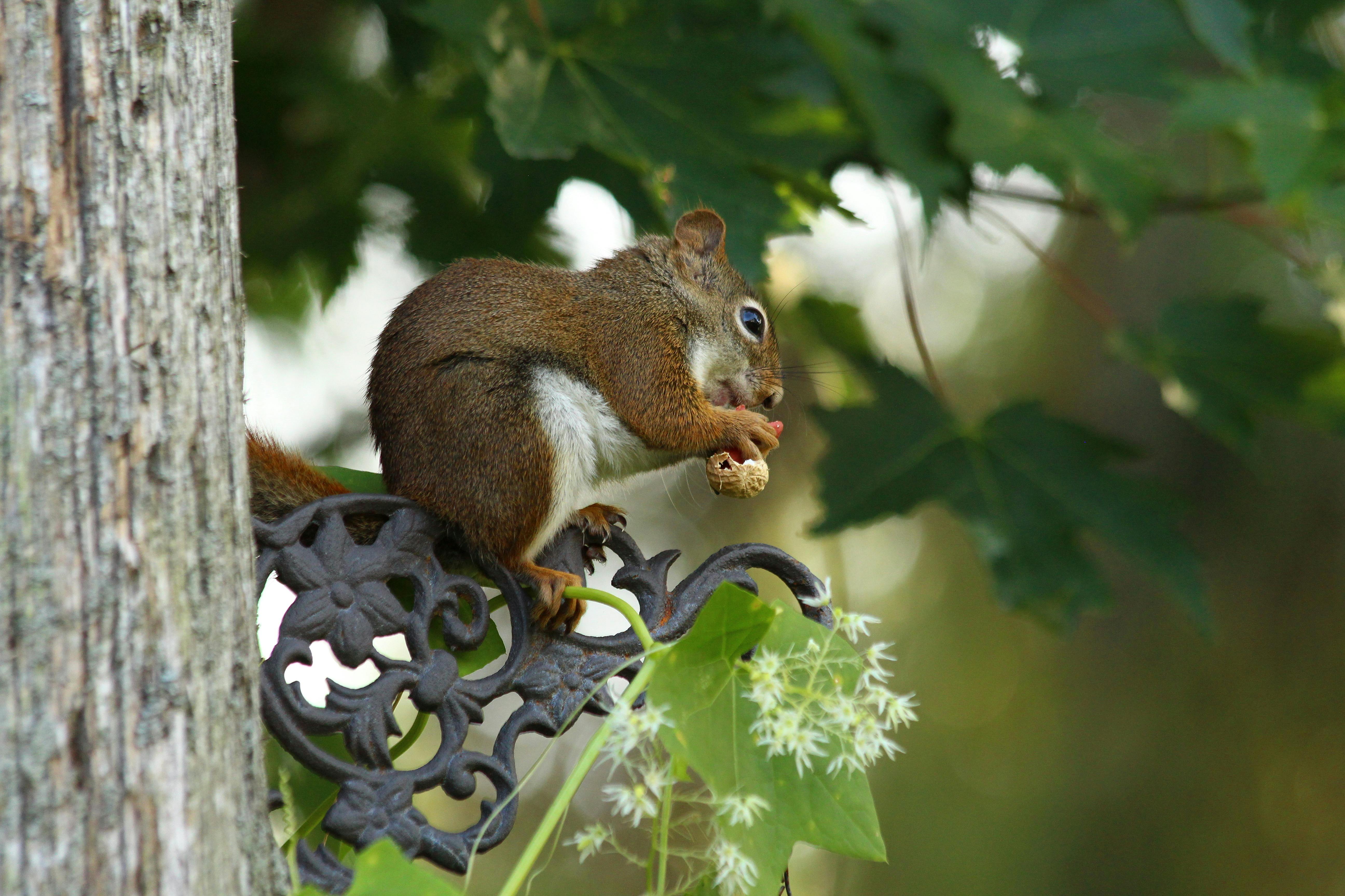 Photograph of an Eating Squirrel · Free Stock Photo