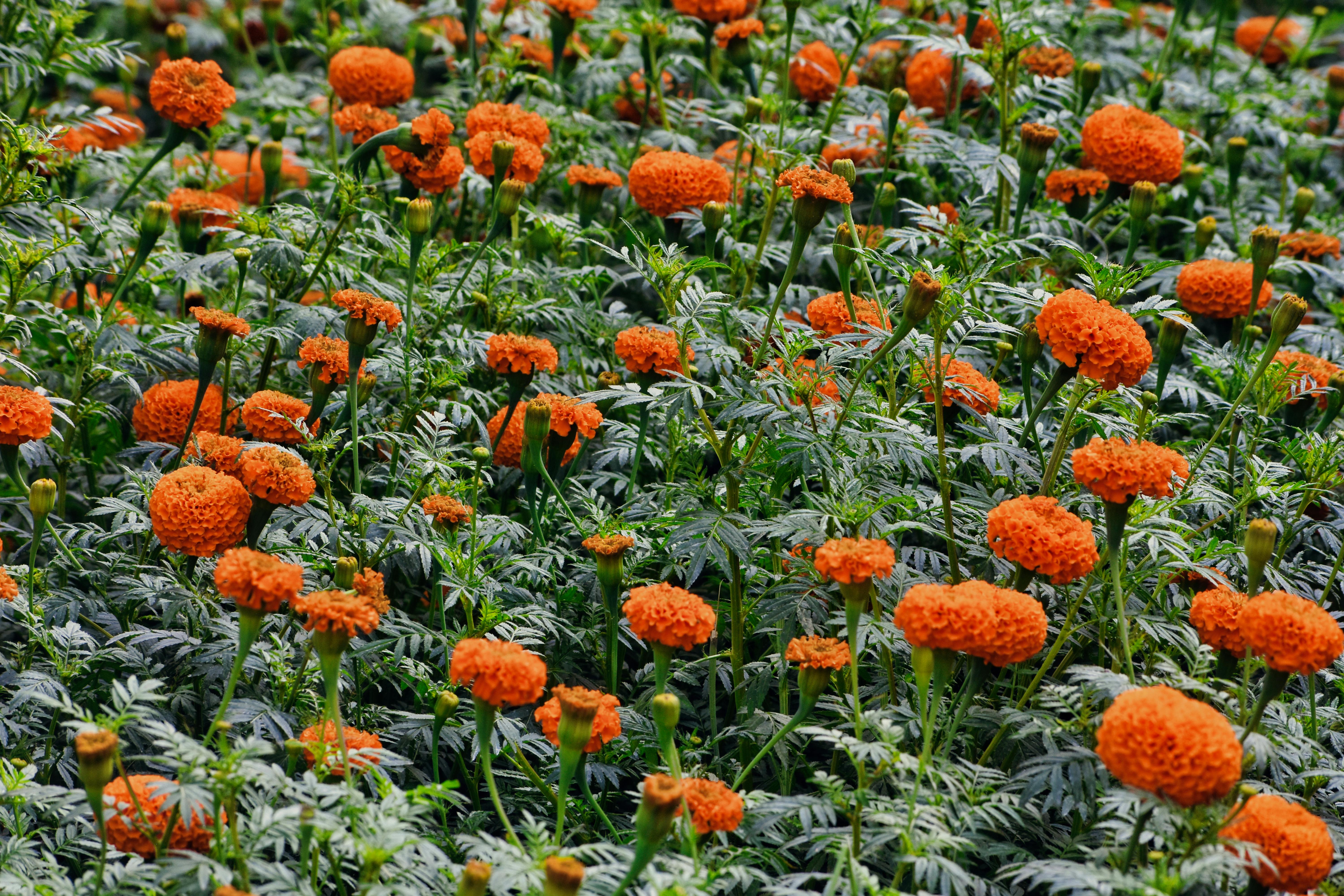 Close-Up Shot of Blooming Marigolds · Free Stock Photo
