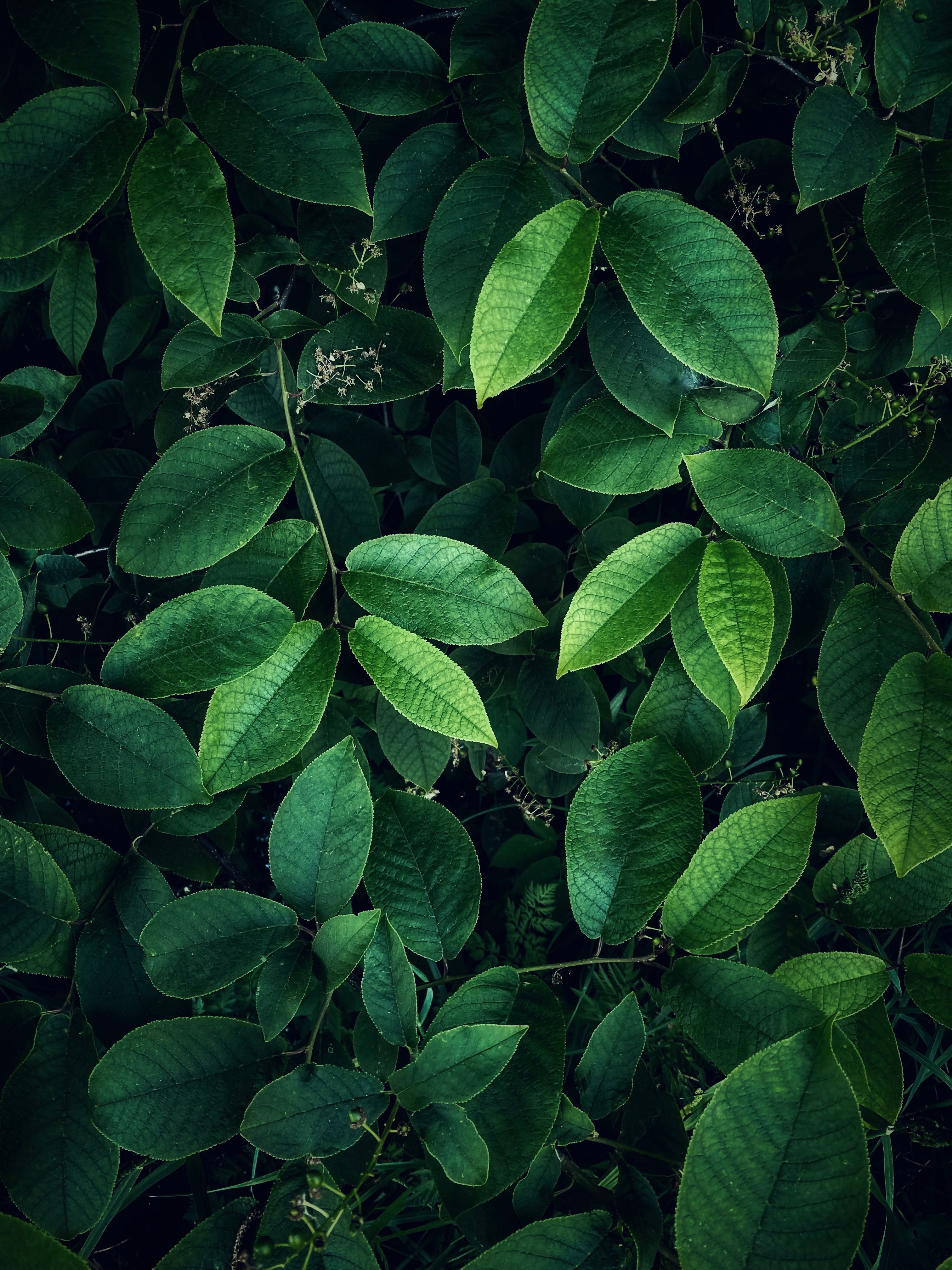 Green Leaves in Close Up Photography · Free Stock Photo
