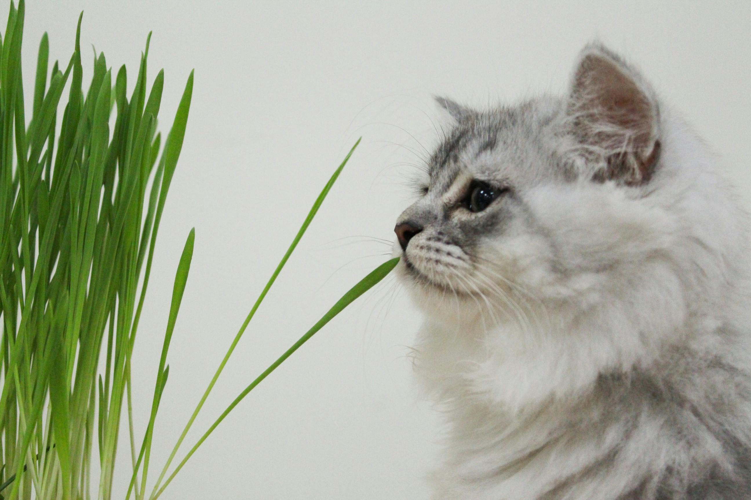 Allen Cheng - 写真