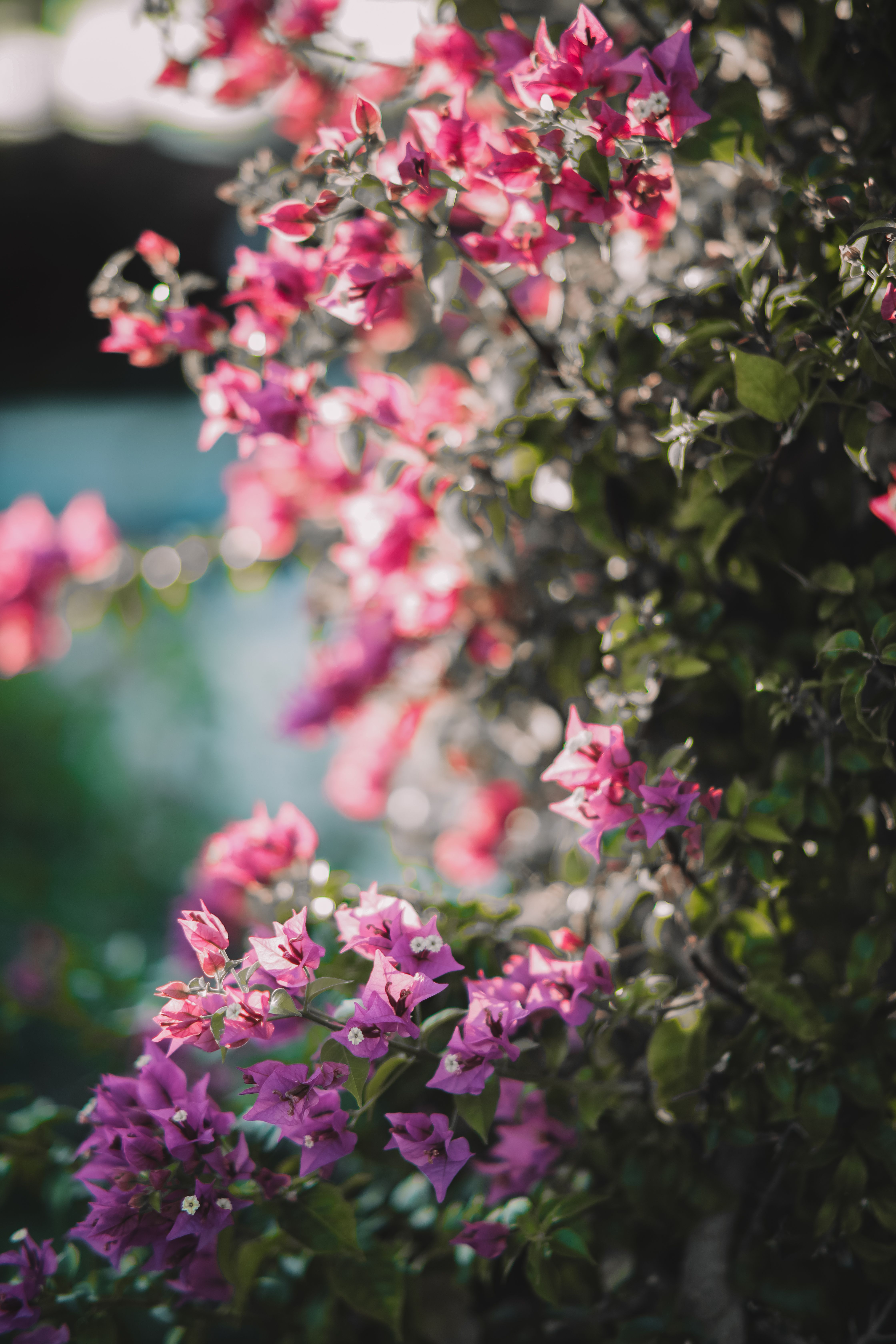 flowers · Free Stock Photo
